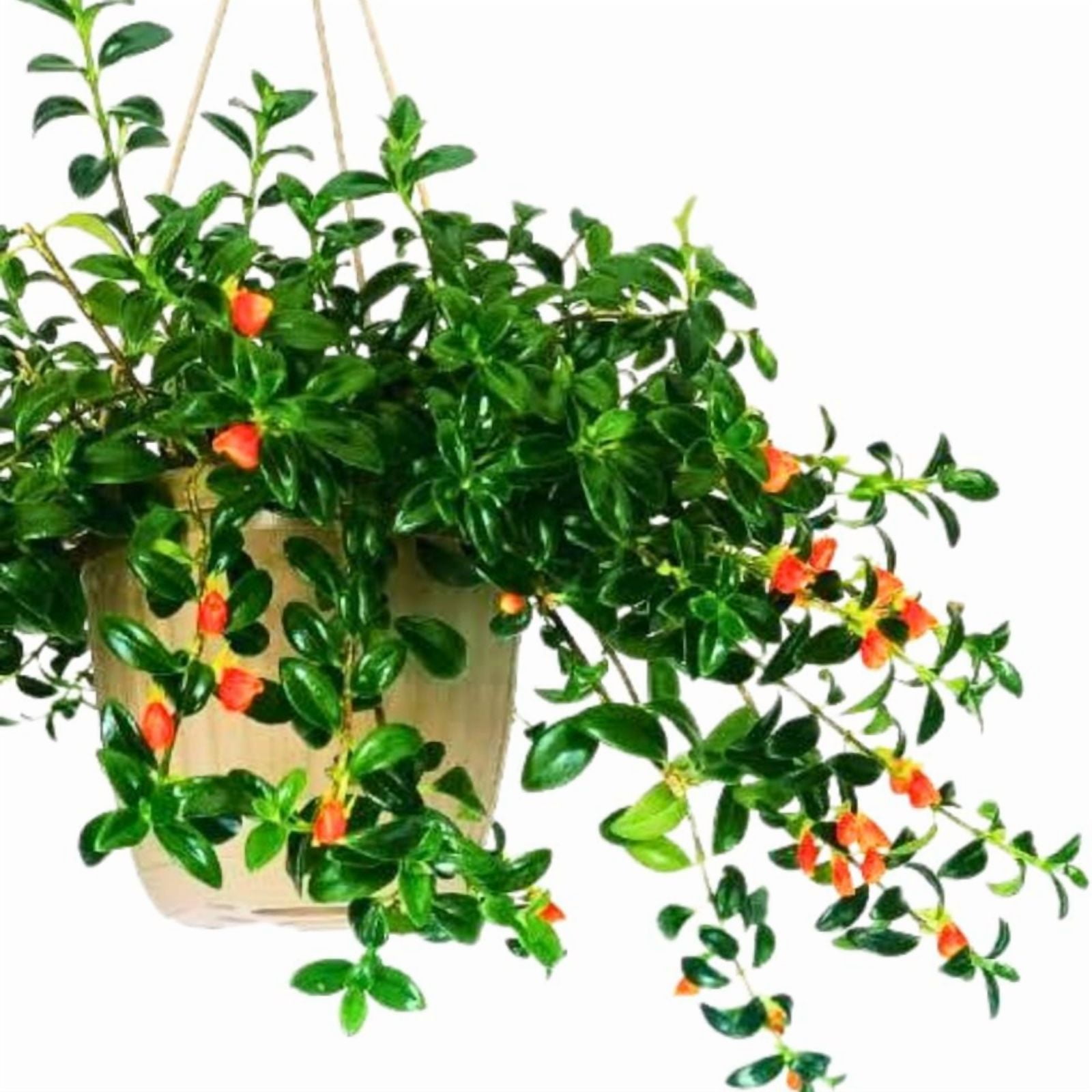 Goldfish Plant Live Houseplant in 4 Inch Pot, Vibrant Trailing Goldfish ...