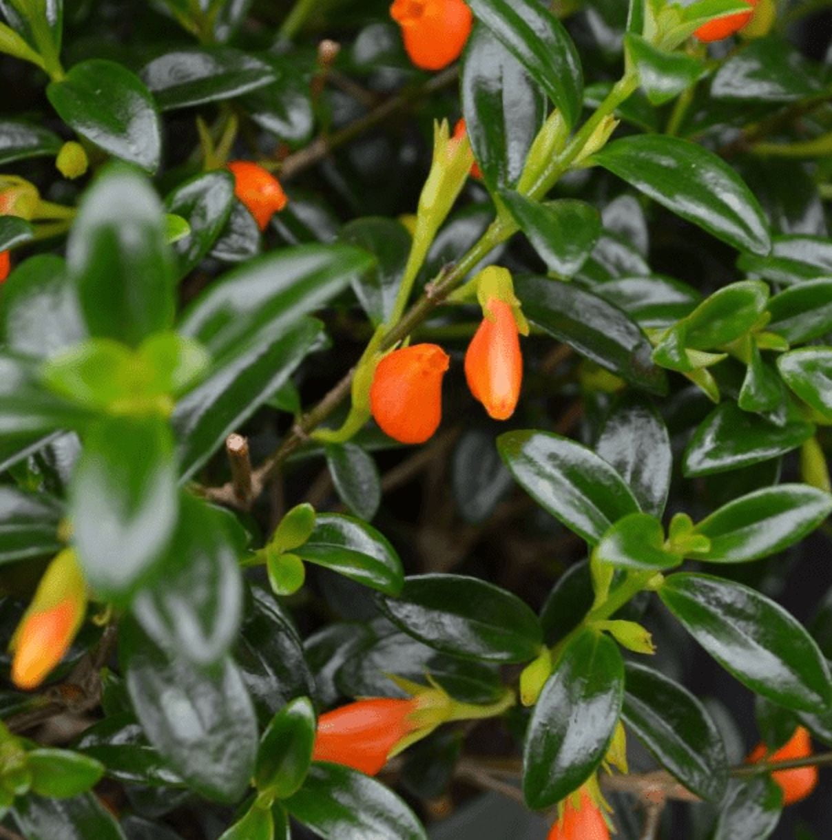 Goldfish Plant Live for Planting - Columnea Nematanthus Plant - Clog ...