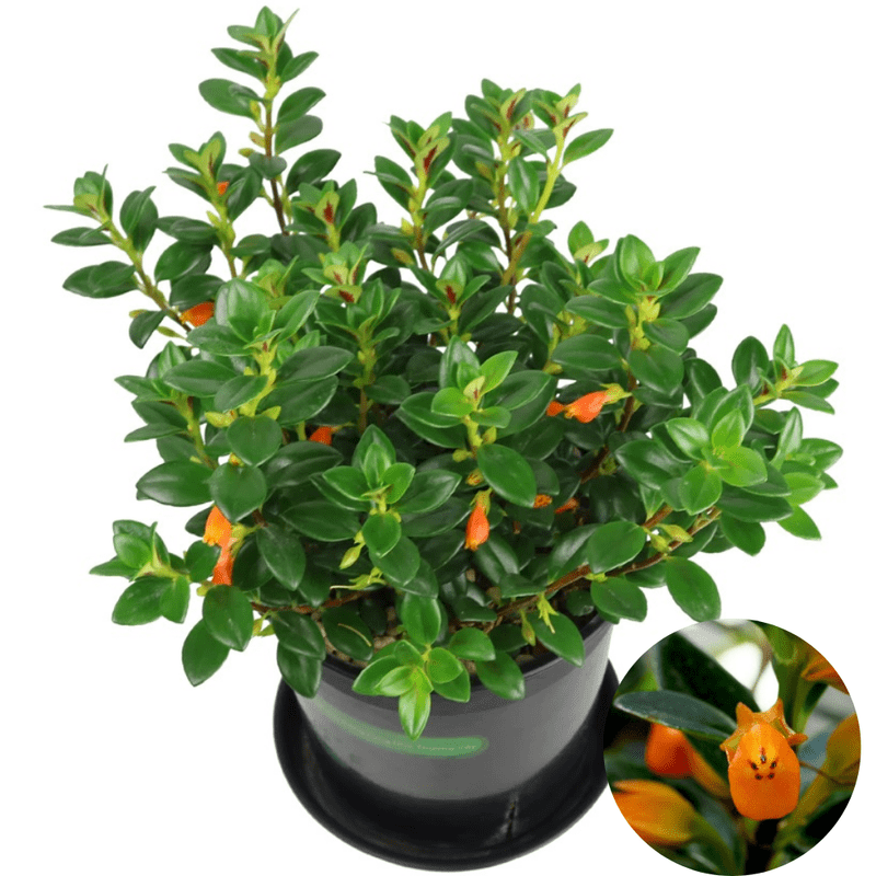 Goldfish Plant Live in 2'' Pot, Trailing Goldfish Plant, Live Indoor ...
