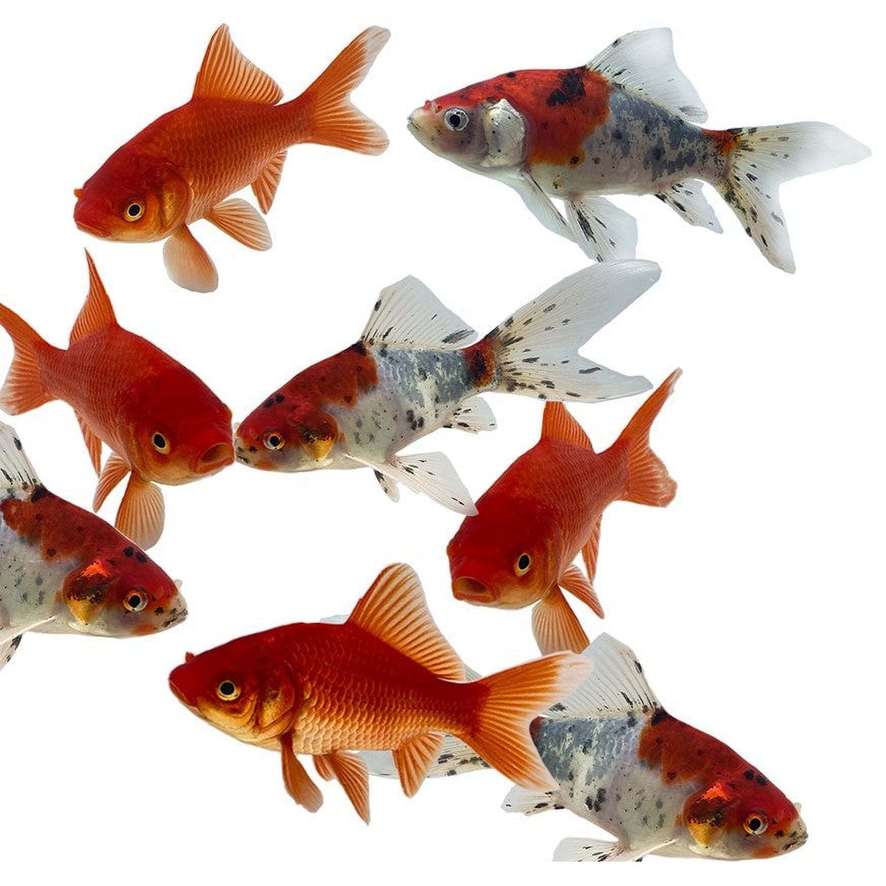 Toledo Goldfish Shubunkins & Comets Pond Pack #3 with Aquarium Pellets ...