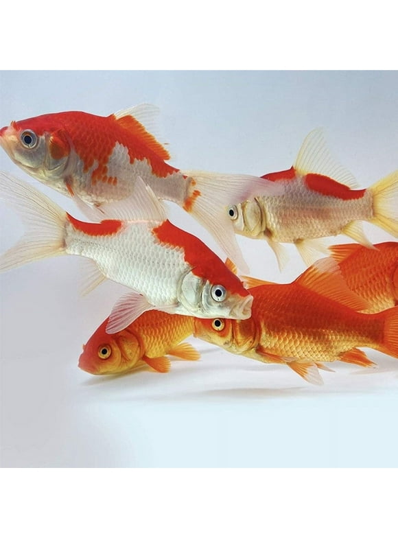 Live Aquarium Fish in Fish Supplies - Walmart.com