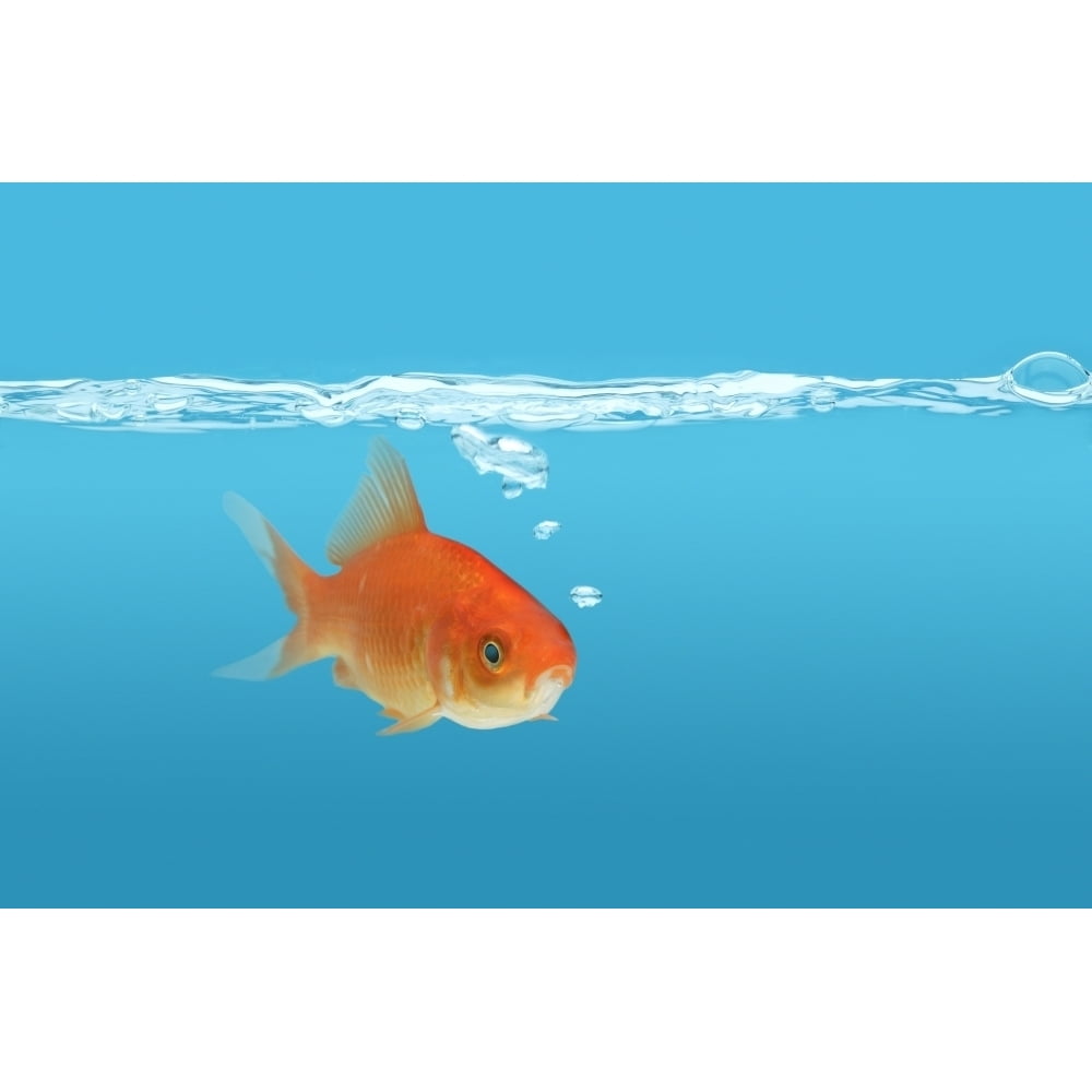 Goldfish Poster Print - Walmart.com