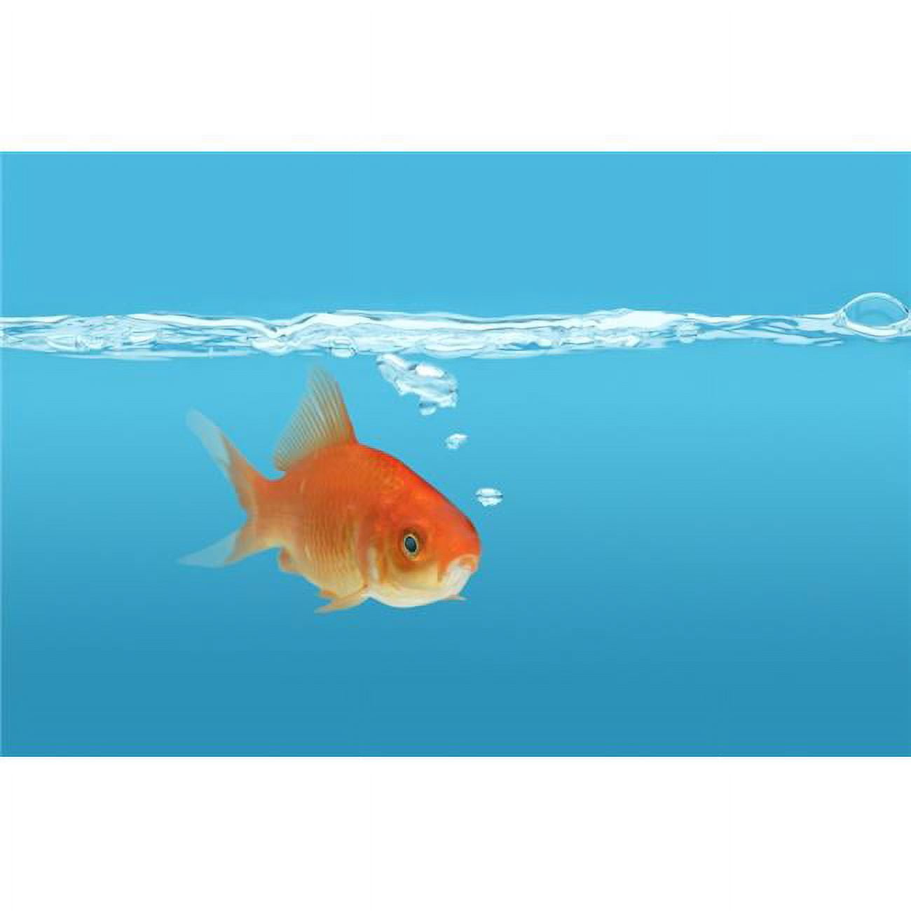 Goldfish Poster Print - Walmart.com
