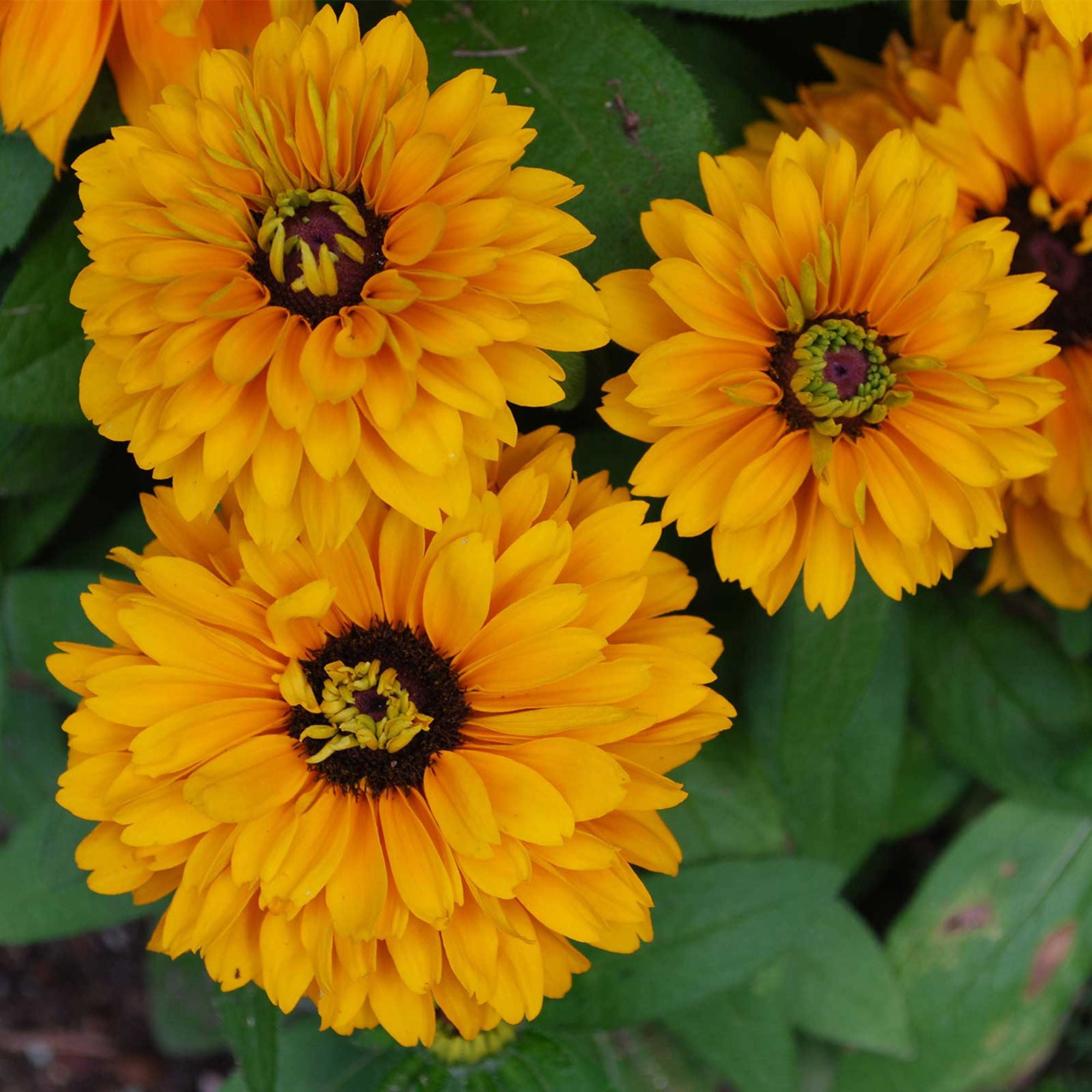 Goldilocks Rudbeckia Flower Seeds 250 Mg – 15" Dwarf Plants with 3–4 ...