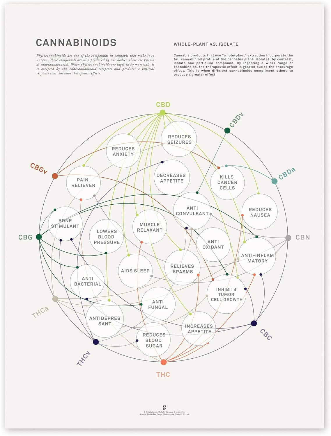 Goldleaf Cannabinoid Health Print, Therapeutic Benefits Infographic ...