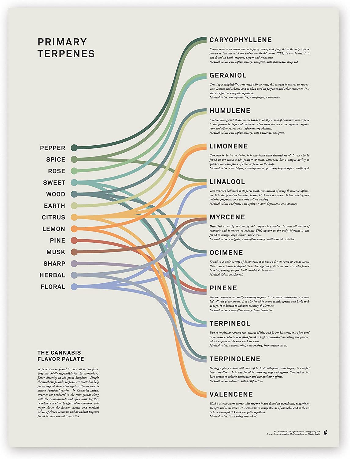 Goldleaf Primary Terpenes Art Print: The Flavor Palate Infographic ...