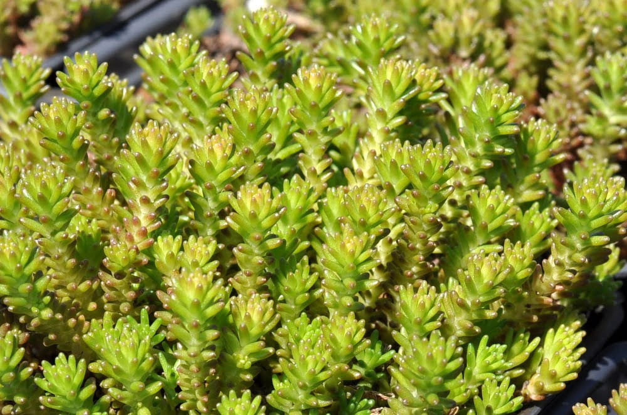 Goldmoss Sedum acre - Perennial - Stonecrop - Quart Pot - Walmart.com