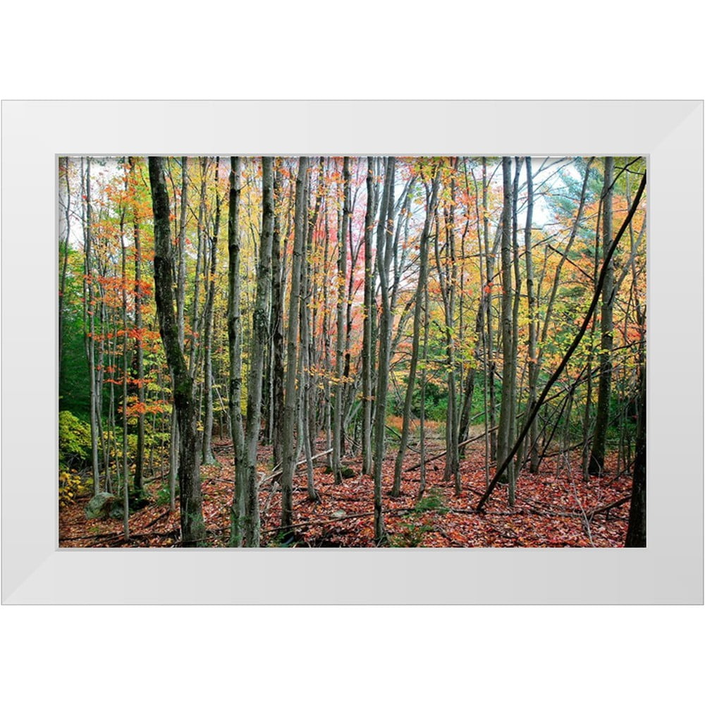 Goldwitz, Robert 24x17 White Modern Wood Framed Museum Art Print Titled ...