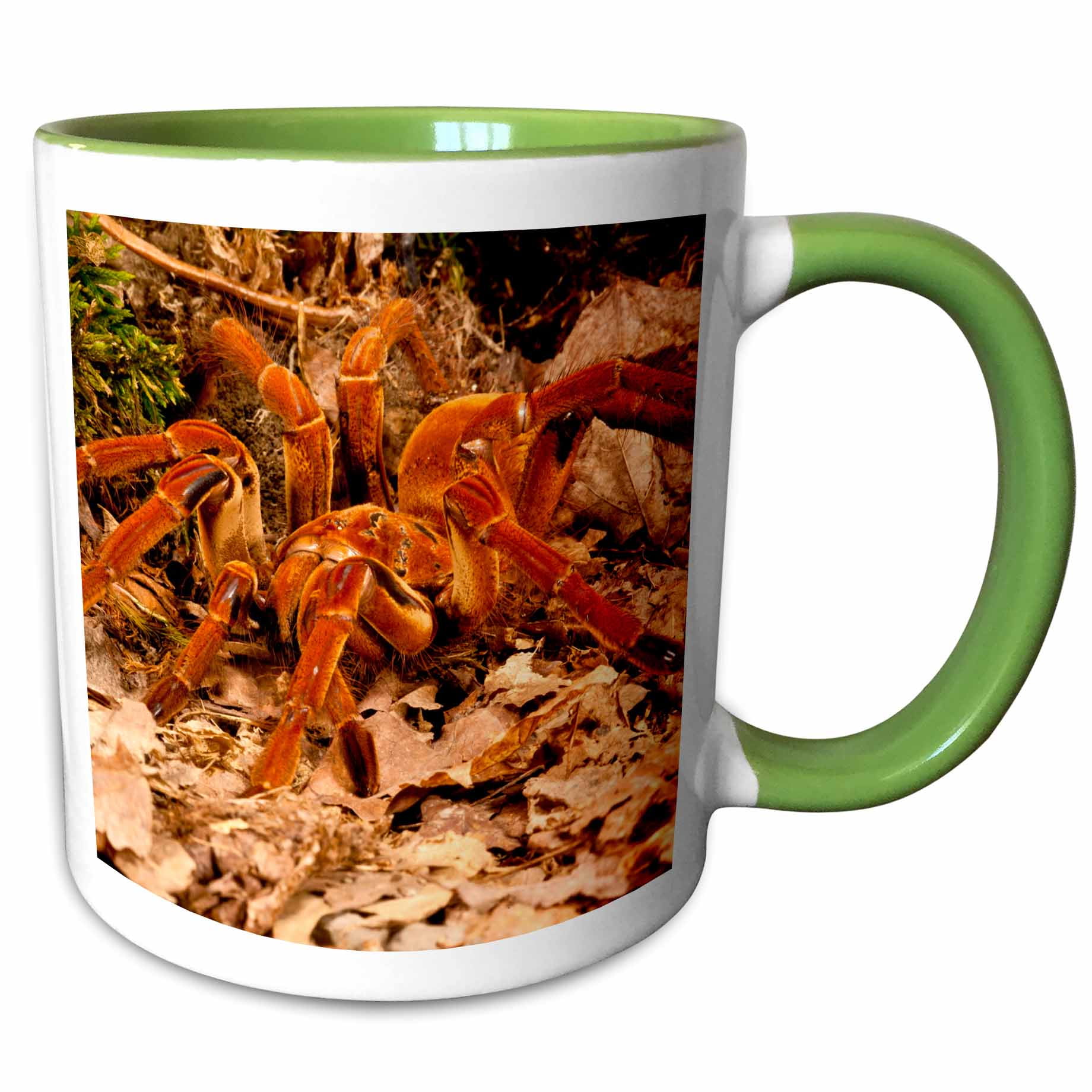 3drose, Goliath Bird-eater Spider Native to South America - Na02 ...