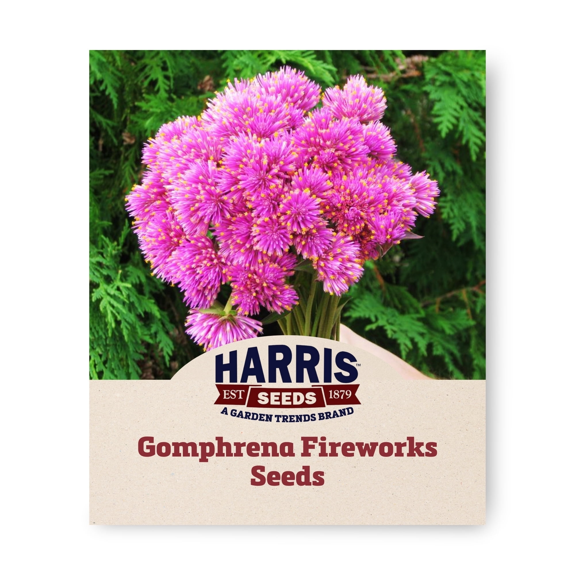 Harris Seeds - Gomphrena Fireworks Seeds - Hot Pink Flowers - 100 Seeds ...