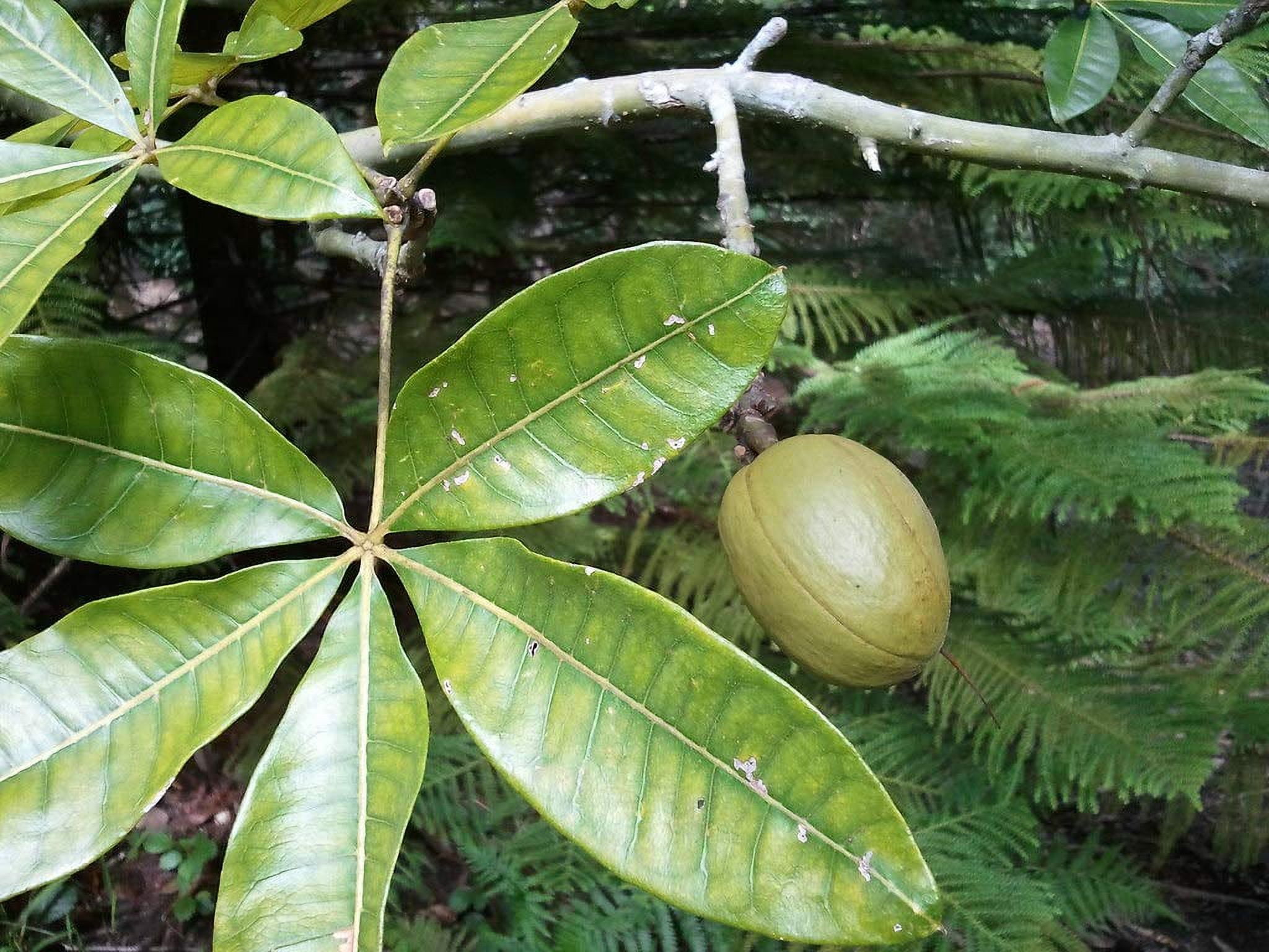 Good Fortune Tree Seeds for Planting - 6 Seeds - Water Chestnut Seeds ...