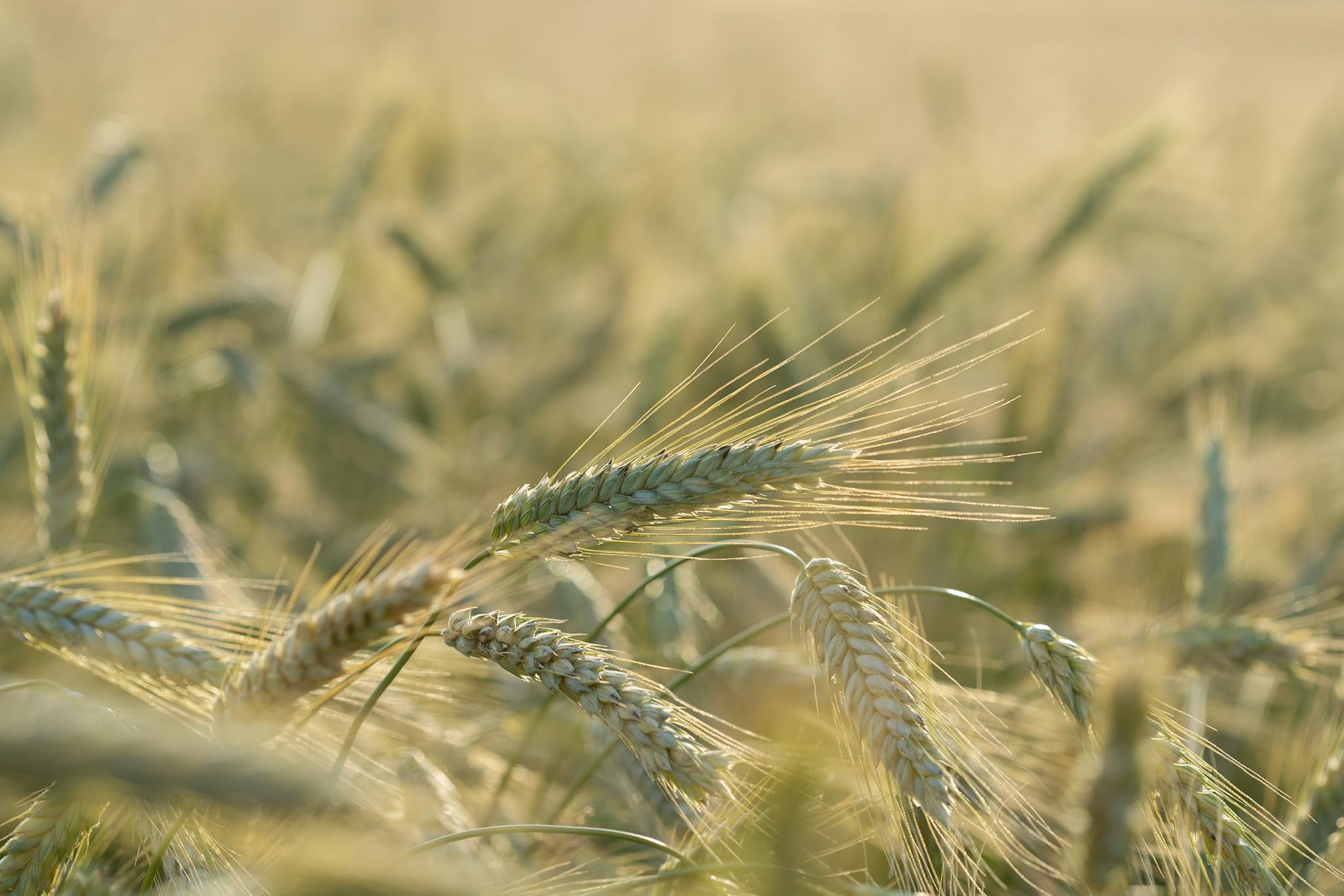 All Good Things AJH3 Organic Hard Red Spring Wheat Seeds - Pack of 200 ...