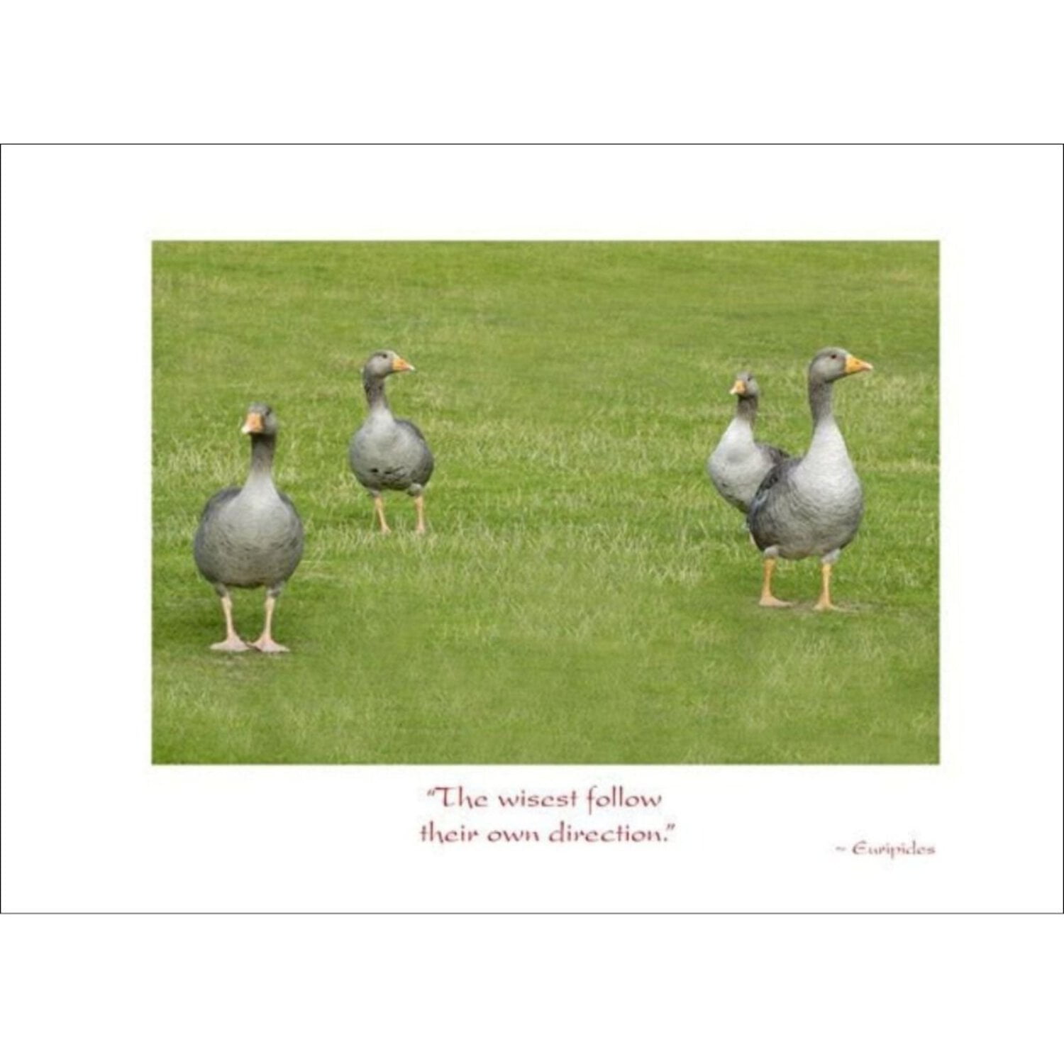 Goose Goodbye Card- Euripides Quote - Walmart.com
