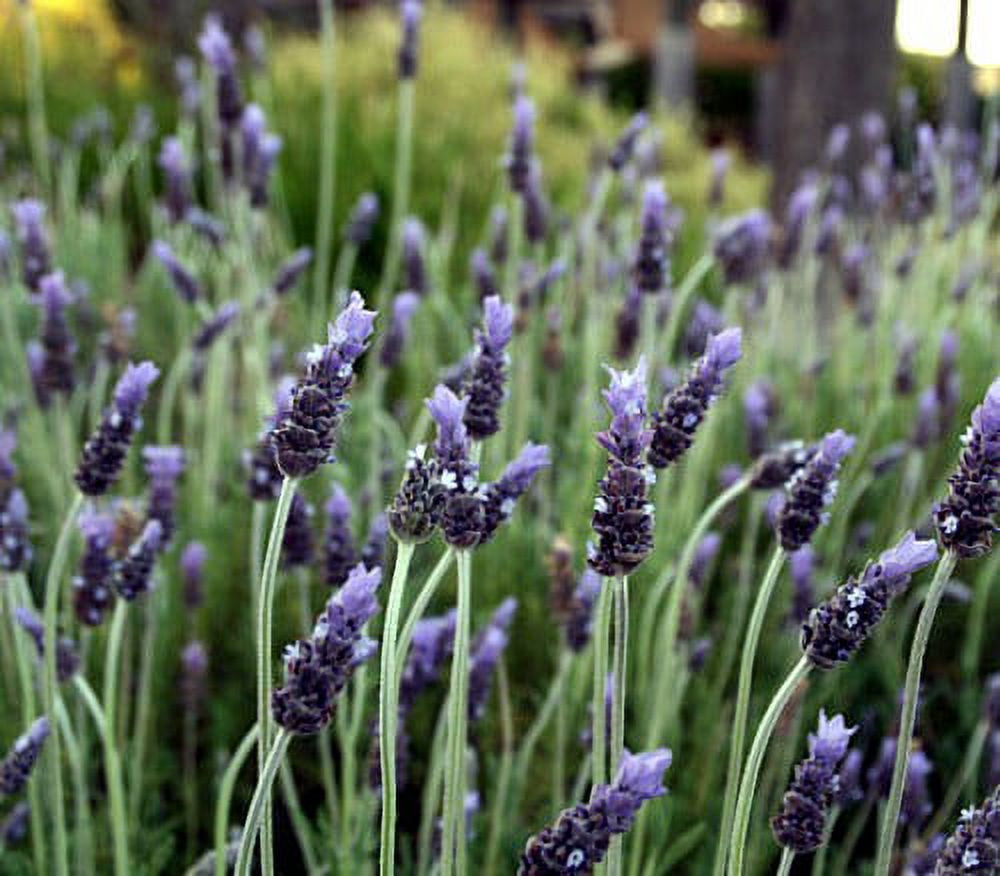 Goodwin Creek Grey Lavender - Live Plant - Good Scents - 3" Pot ...