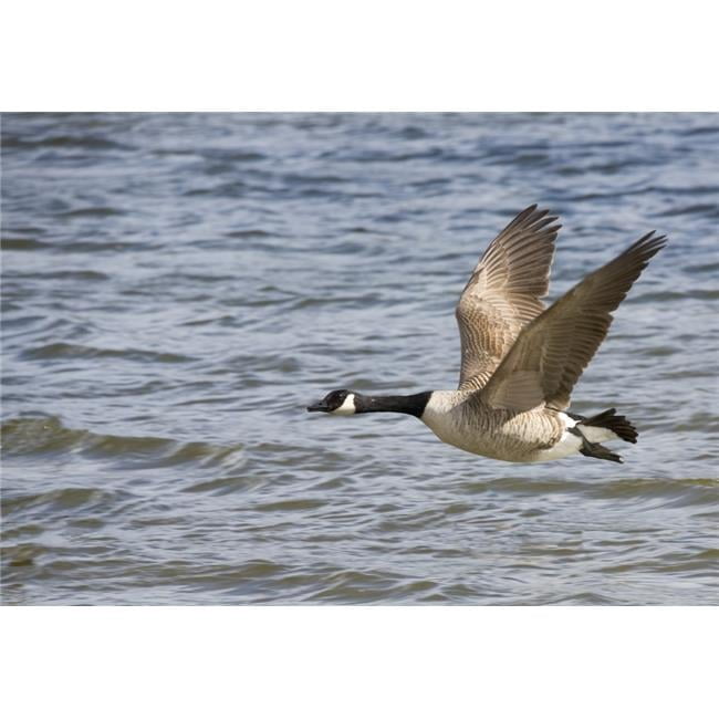 Goose Flying Over Water Poster Print - Walmart.com