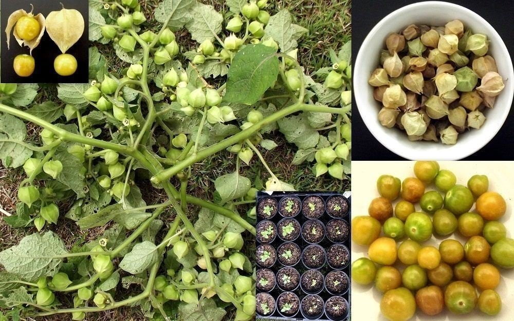 Gooseberry Seeds (PhysalisTRDN Peruviana) , Poha Berry,Aunt molly’s ...