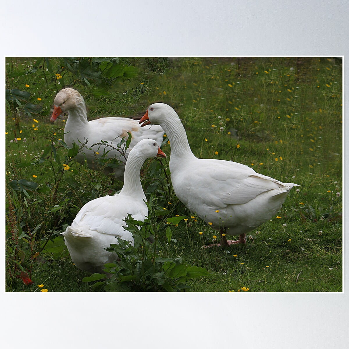 Goosey, Goosey And Gander !! Poster Wall Art, Modern Wall Decor For ...