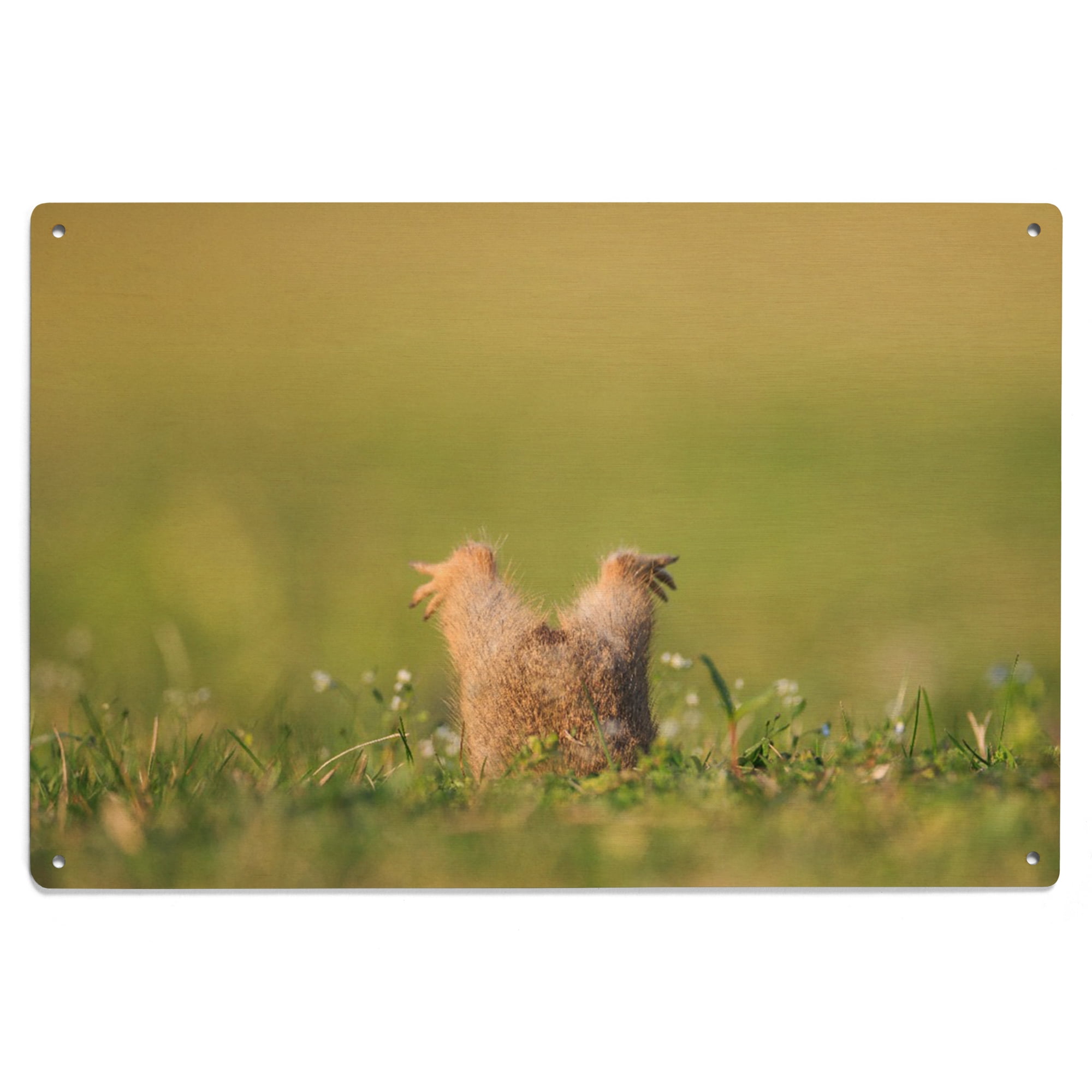 Gopher Burrowing Birch Wood Wall Sign (6x9 Rustic Home Decor, Ready to ...