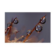 Robert Adamec 'Fox' Canvas Art - Walmart.com