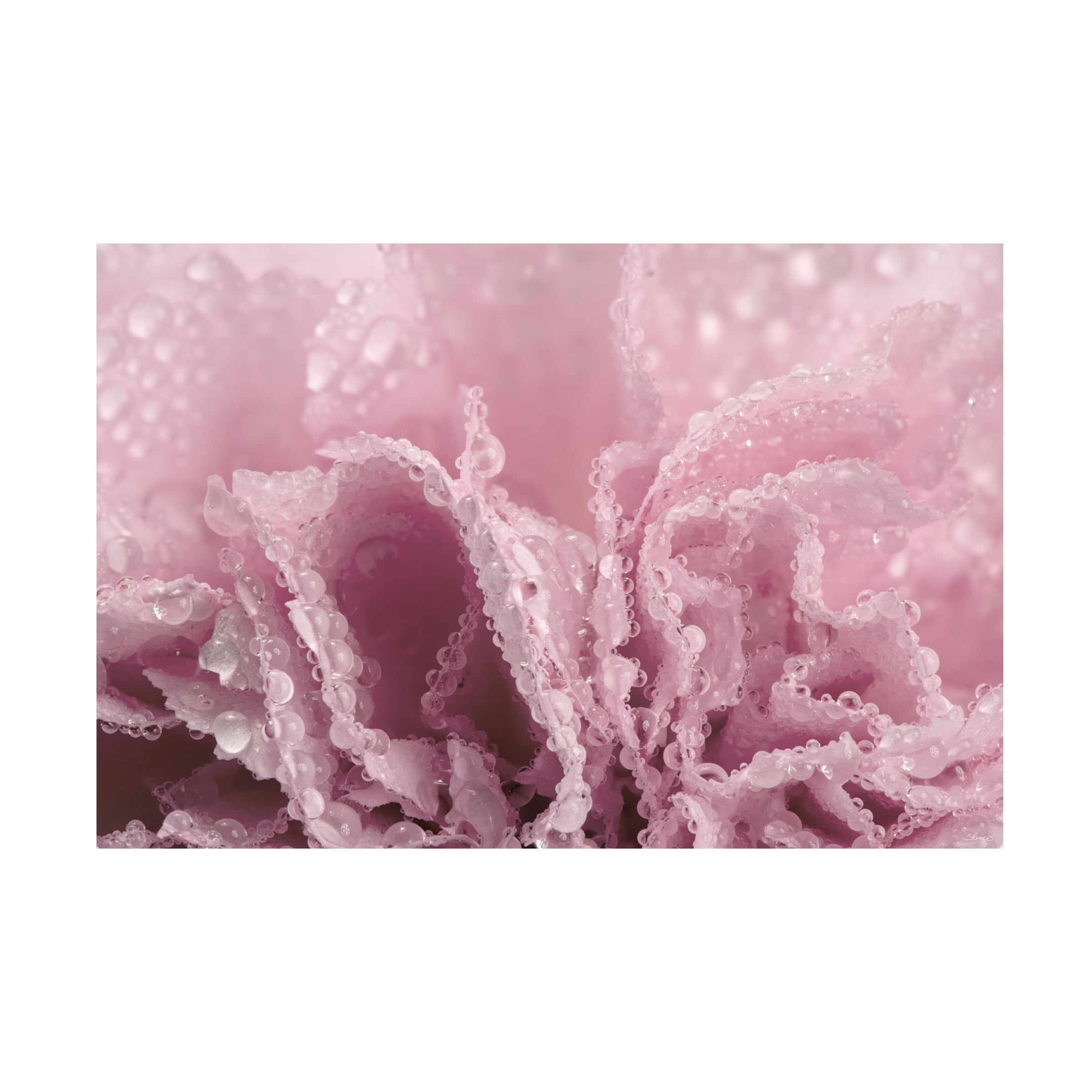 Gordon Semmens 'Pink Carnation 04' Canvas Art - Walmart.com