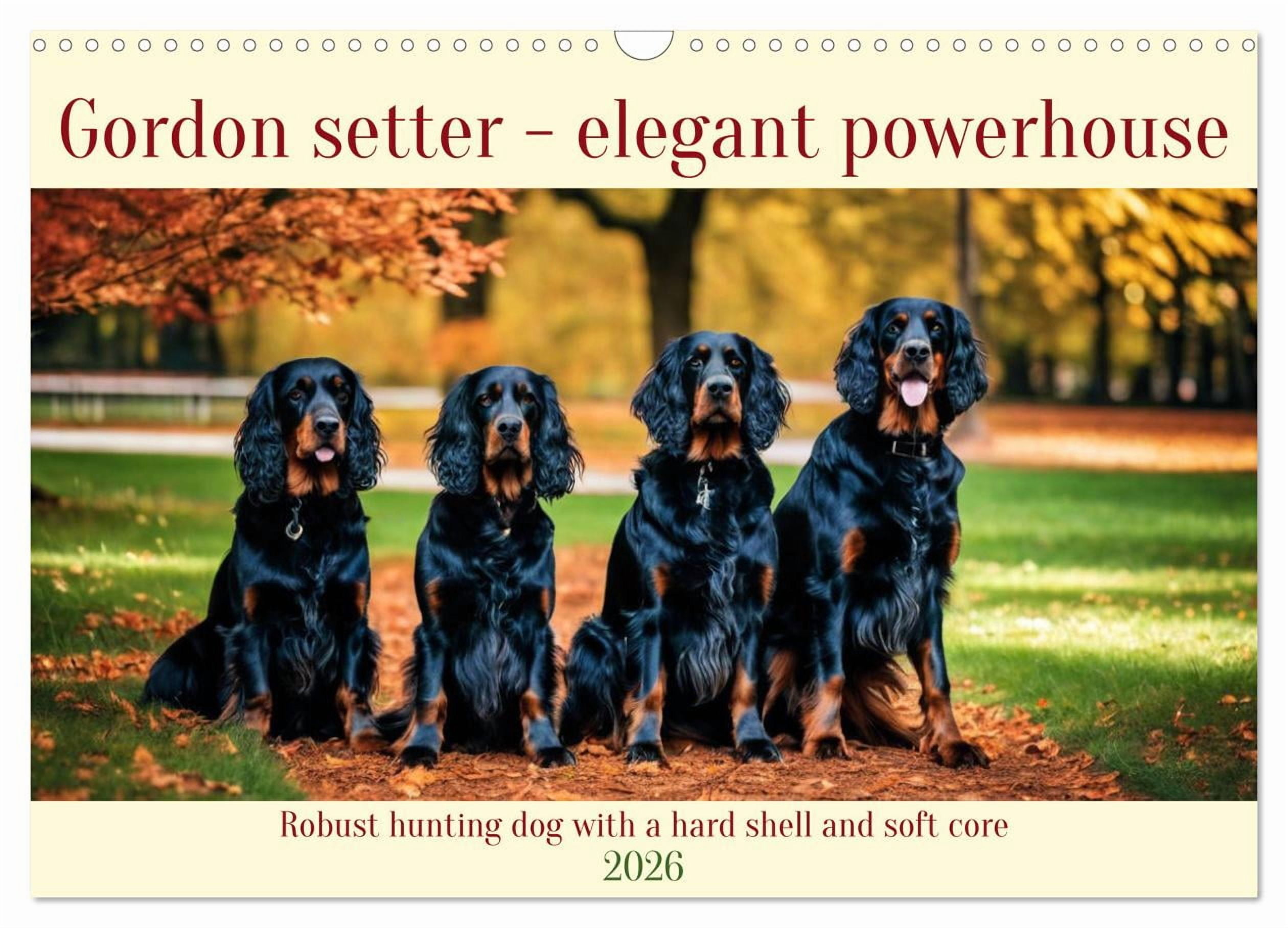 Gordon Setter - elegant powerhouse (Wall Calendar 2026 DIN A3 Landscape ...