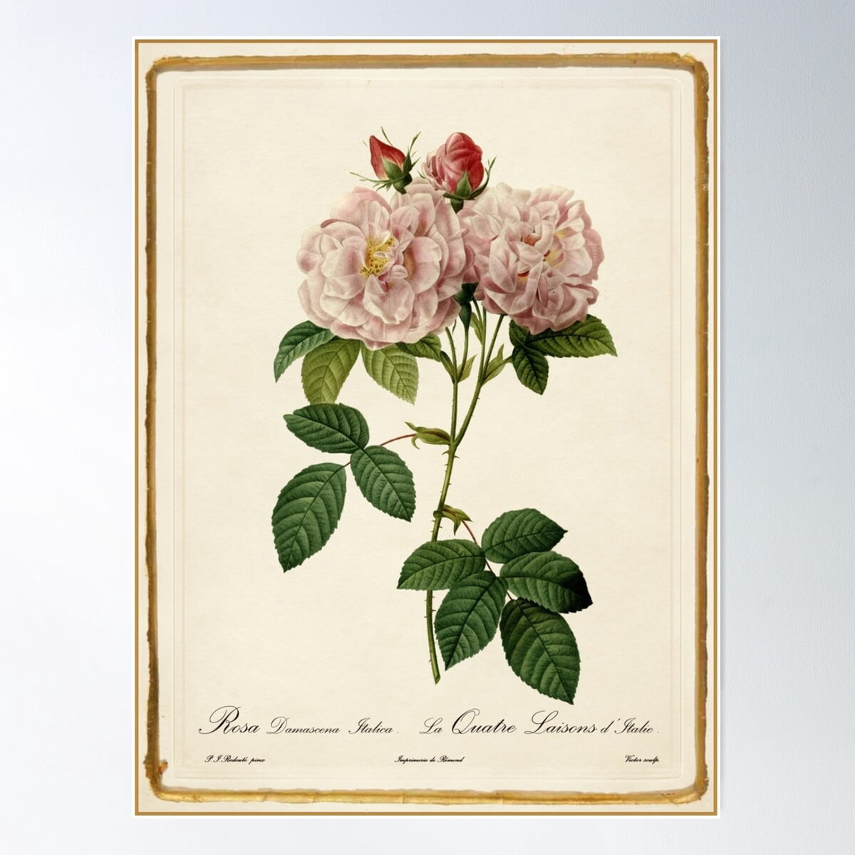 Gorgeous Botanical Pink Rose Poster Wall Art, Modern Wall Decor For ...
