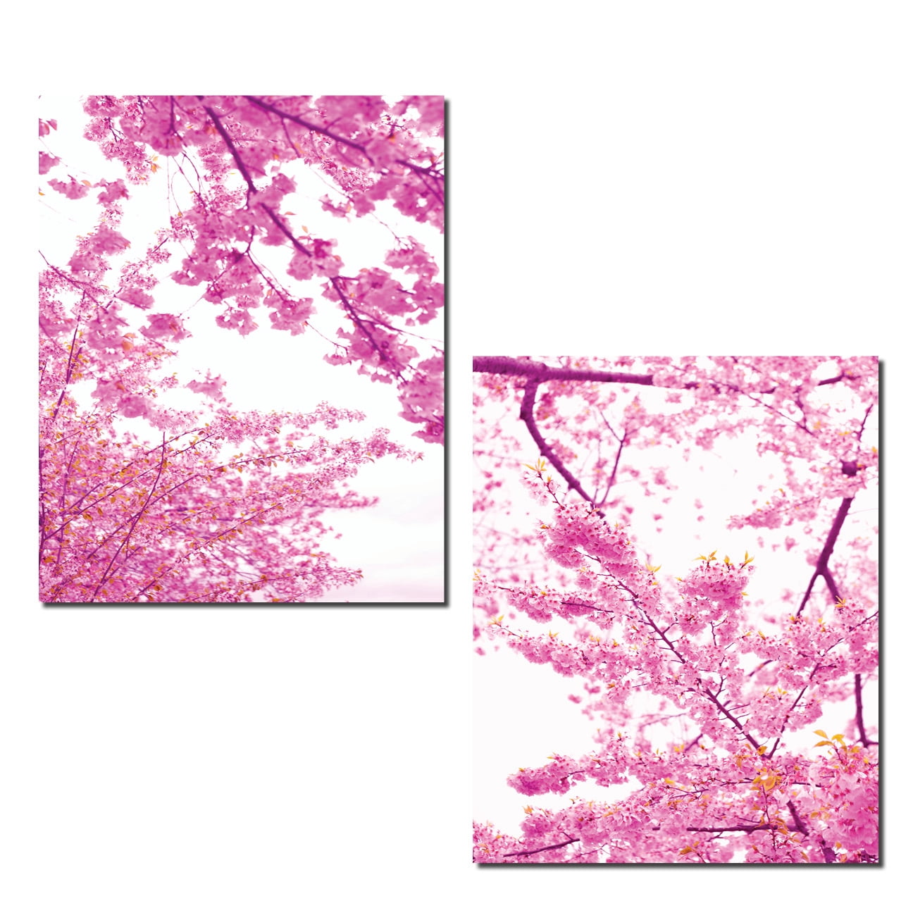 Gorgeous Bright Pink Blooming Cherry Blossoms Print Set; Two 11x14in ...