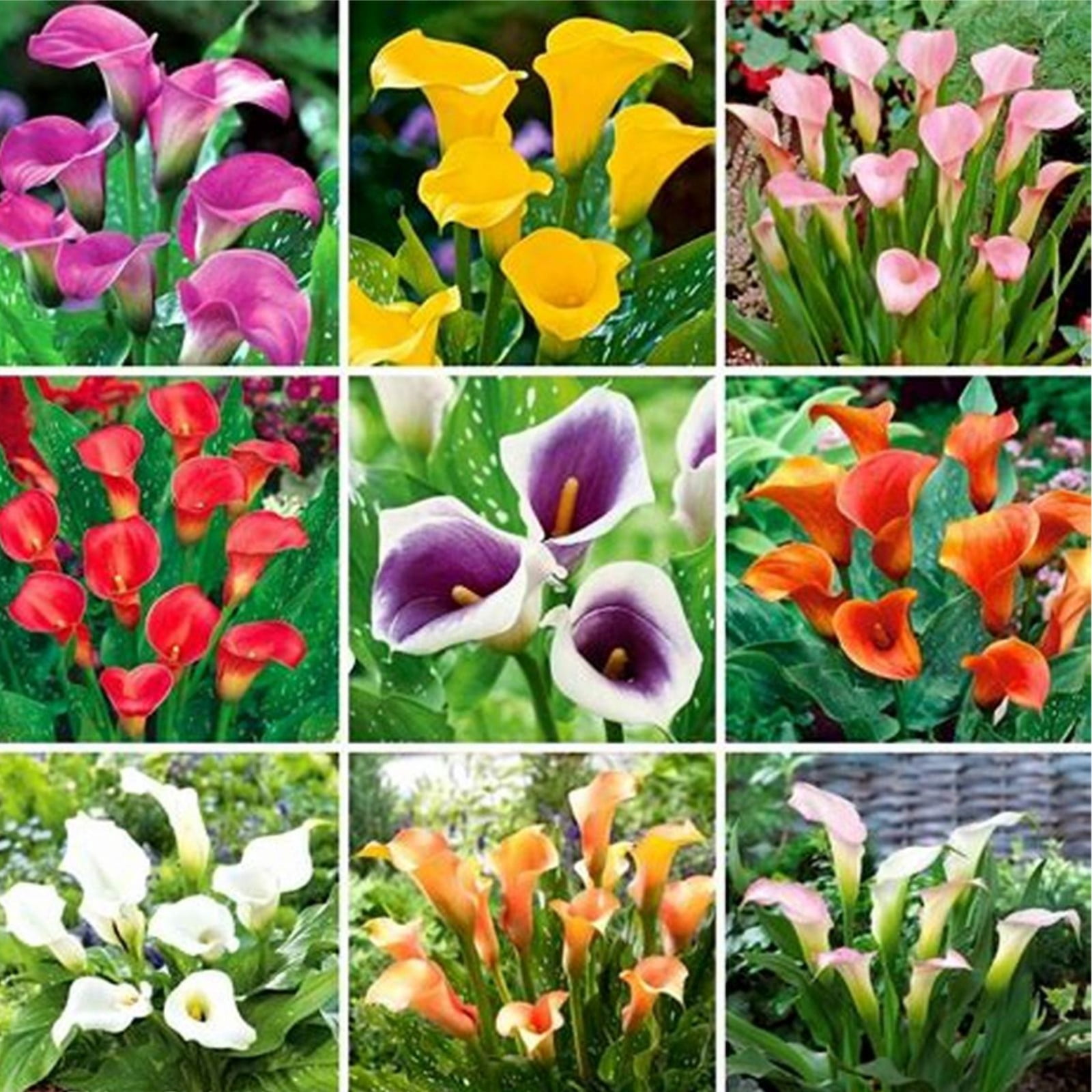 Gorgeous Calla Lily Planting-Surprise to Grow-Acclimatized,Easy Care ...