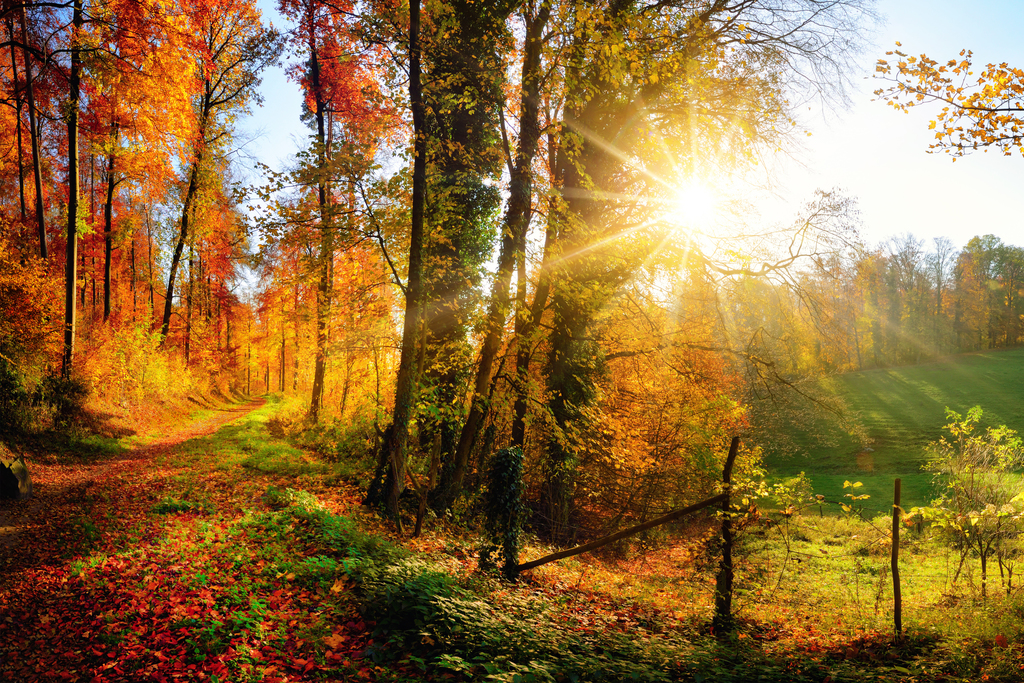 Gorgeous Forest Autumn Fall Leaves Seasons Changing Nature Landscape ...