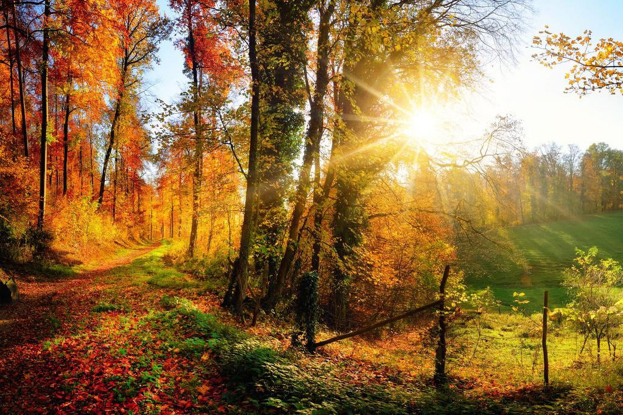 Gorgeous Forest Autumn Fall Leaves Seasons Changing Nature Landscape ...
