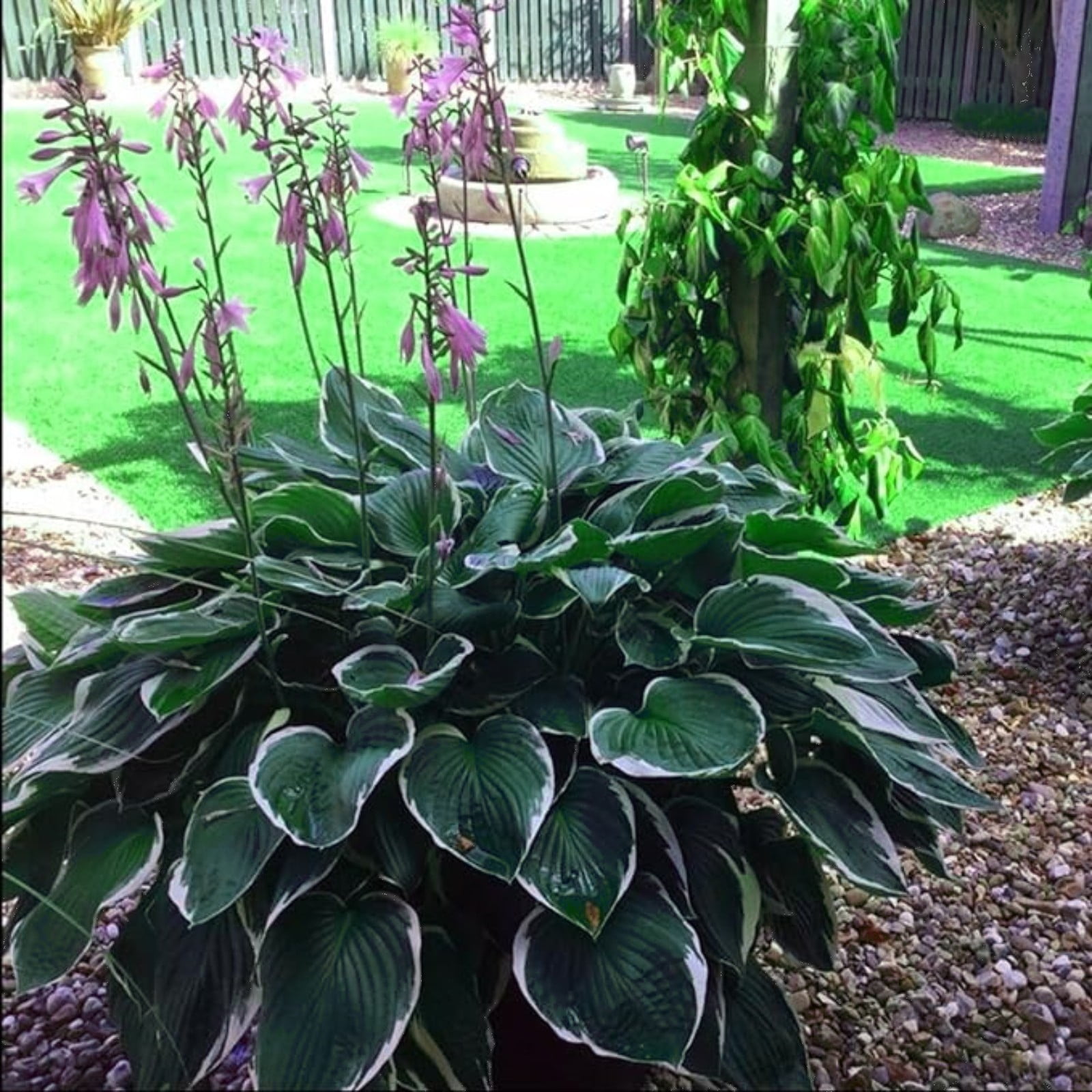 Gorgeous Hosta Perennial Garden Stakes Outdoor Beautify Environment ...