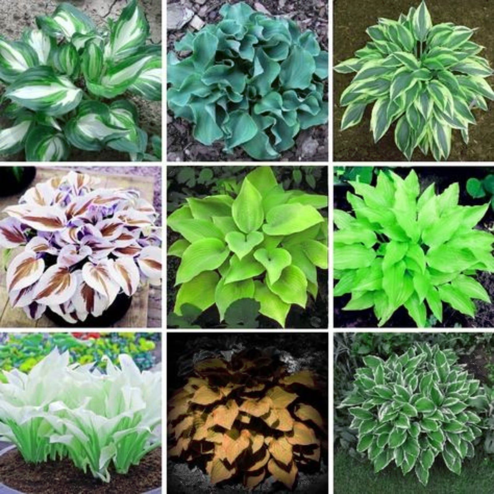 Gorgeous Hosta Perennial Garden Stakes Outdoor Beautify Environment ...