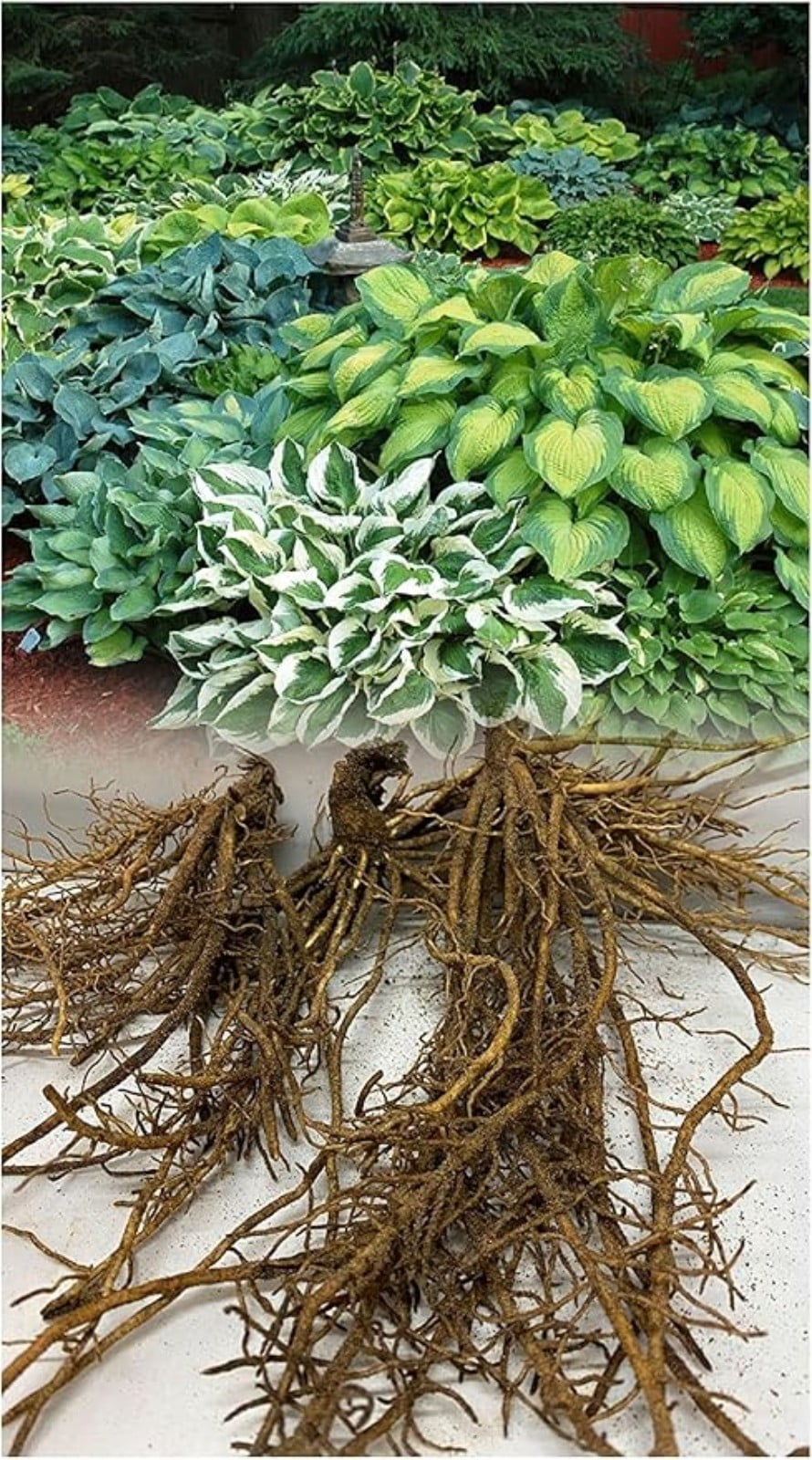 Gorgeous Hosta Perennial Garden Stakes Outdoor Beautify Environment ...