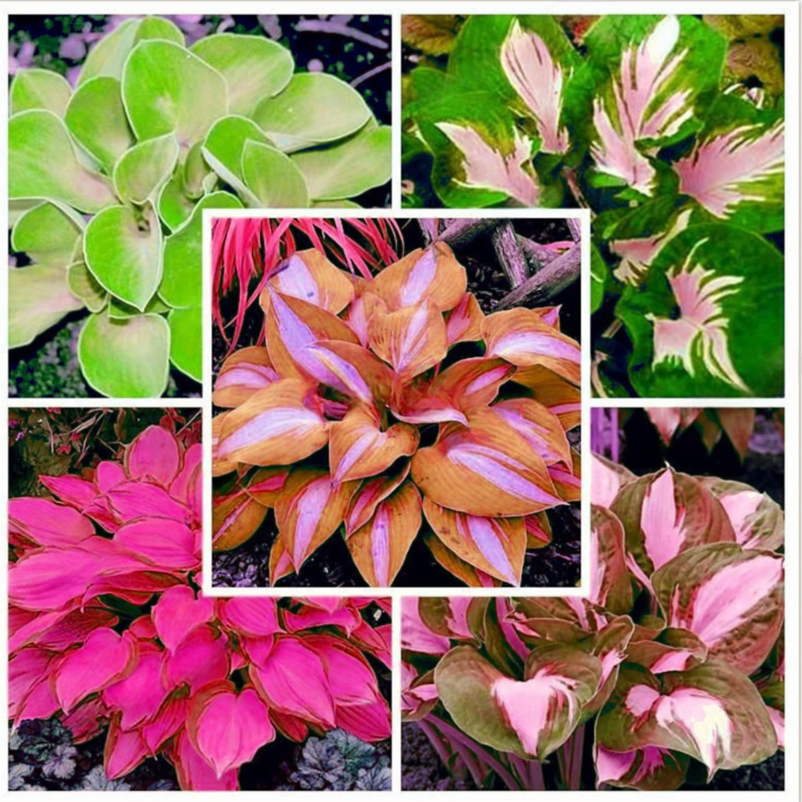 Gorgeous Hosta Perennial Garden Stakes Outdoor Beautify Environment ...
