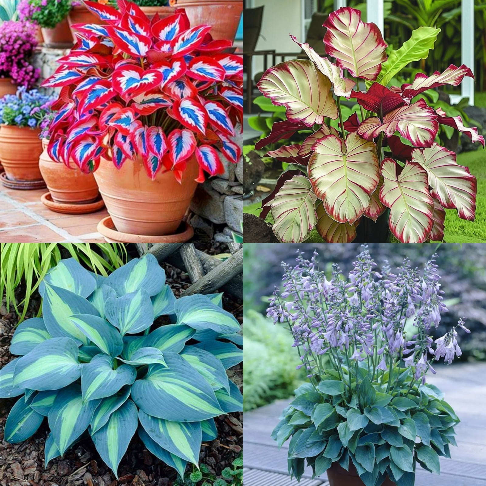 Gorgeous Hosta Perennial Garden Stakes Outdoor Beautify Environment ...