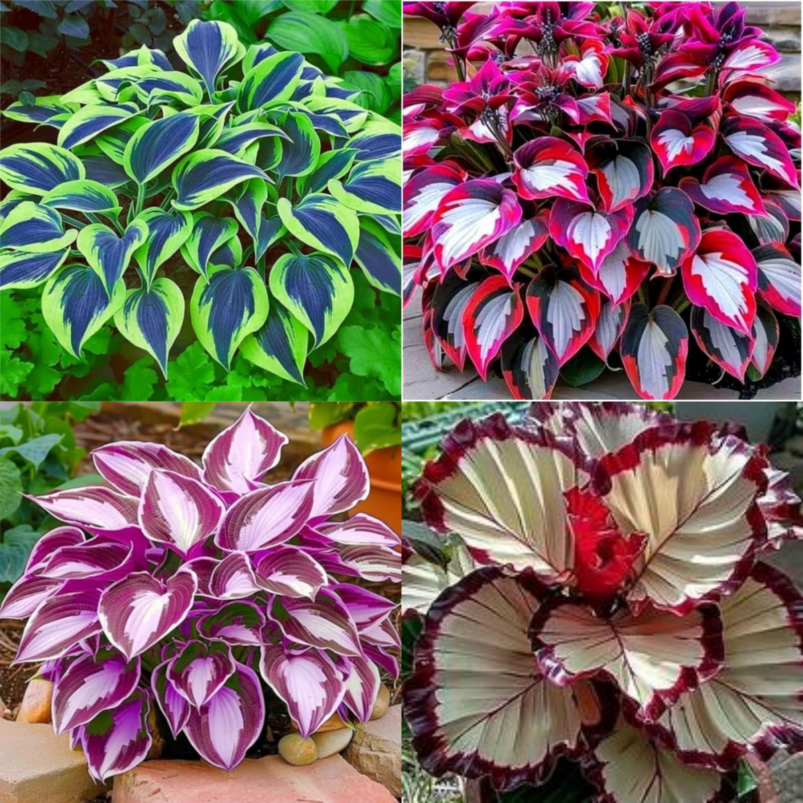 Gorgeous Hosta Perennial Garden Stakes Outdoor Beautify Environment ...