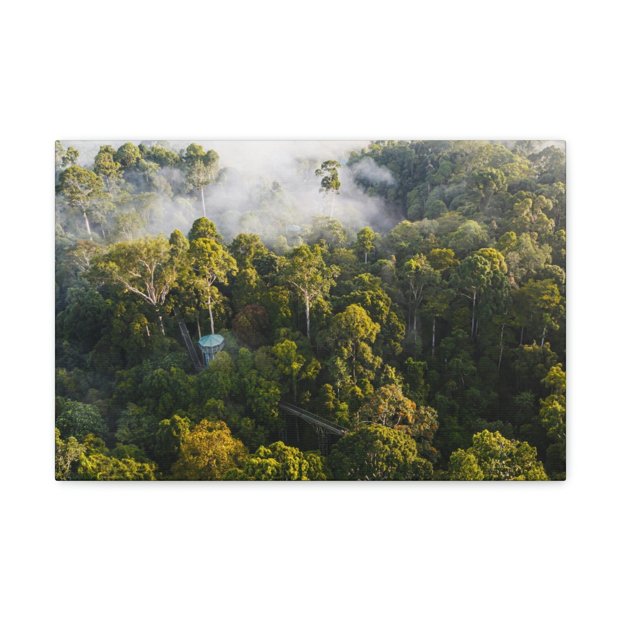 Gorgeous Misty Rainforest Scene Beautiful Enthralling and Captivating ...