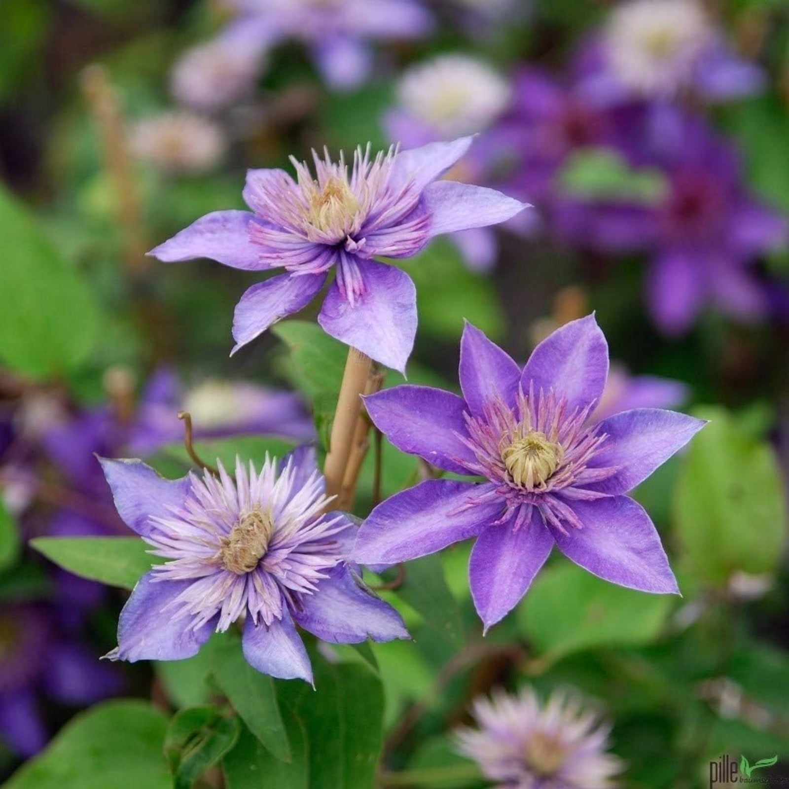 Gorgeous,Resistant,Simple to Grow(Clematis Vine Shade)Beautify ...