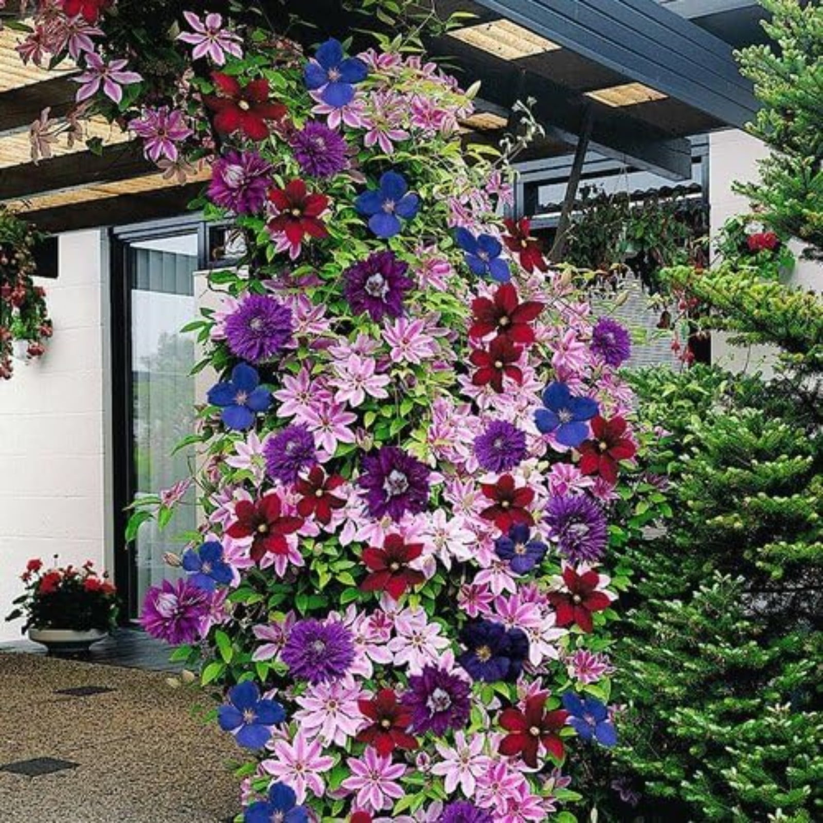 Gorgeous,Resistant,Surprise Simple to Grow(Clematis Vine Shade)Beautify ...