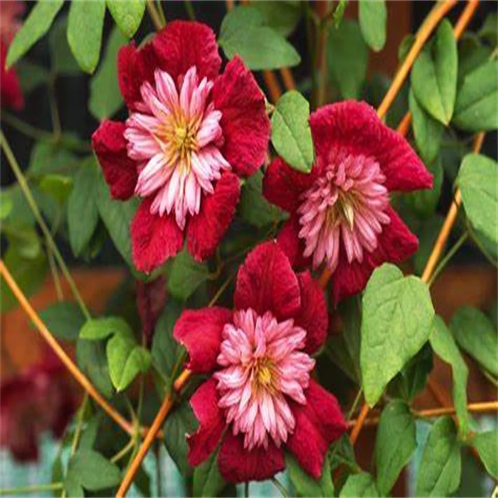 Gorgeous,Resistant,Surprise Simple to Grow(Clematis Vine Shade)Beautify ...
