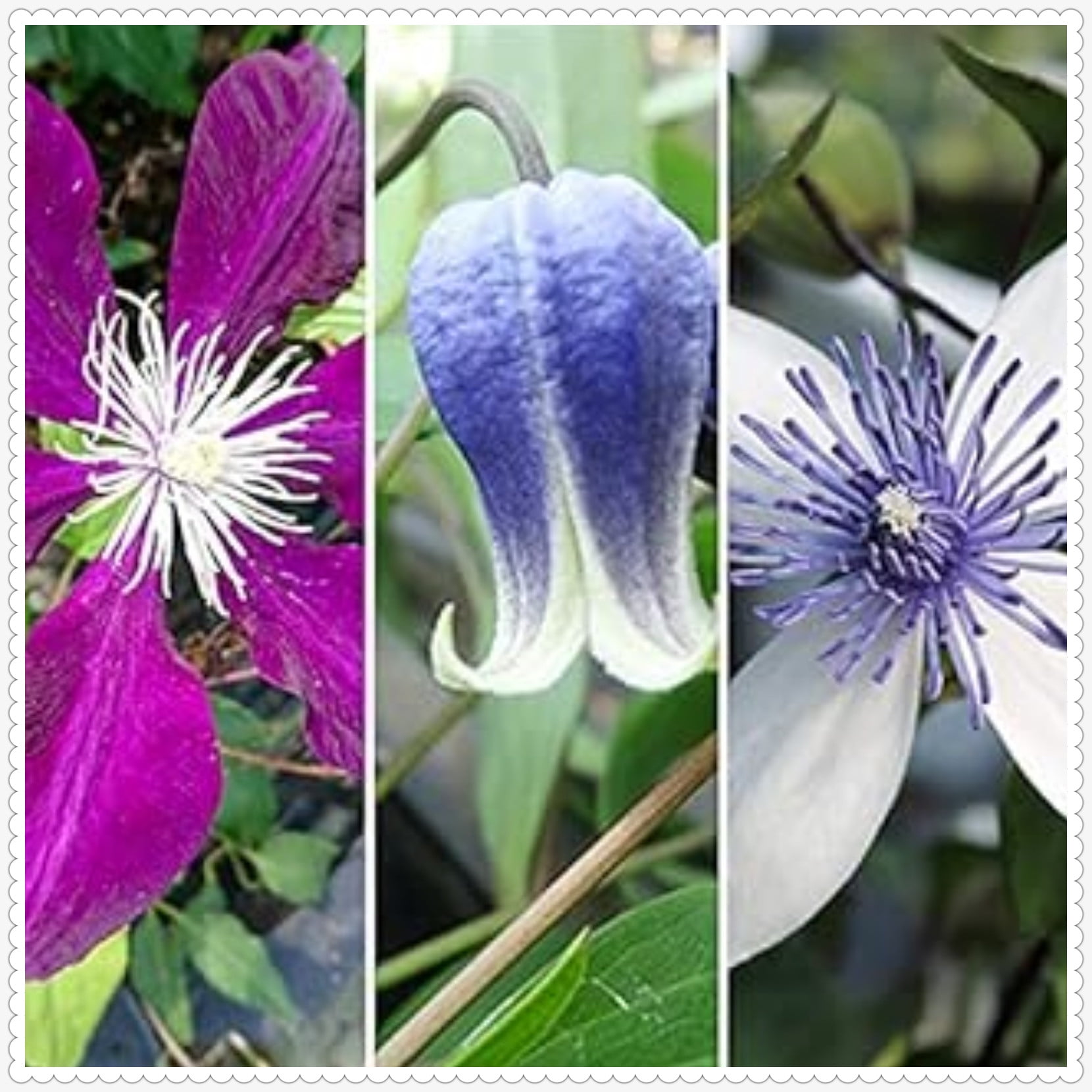 Gorgeous,Simple to Grow(Clematis Vine Shade)Beautify Environment ...