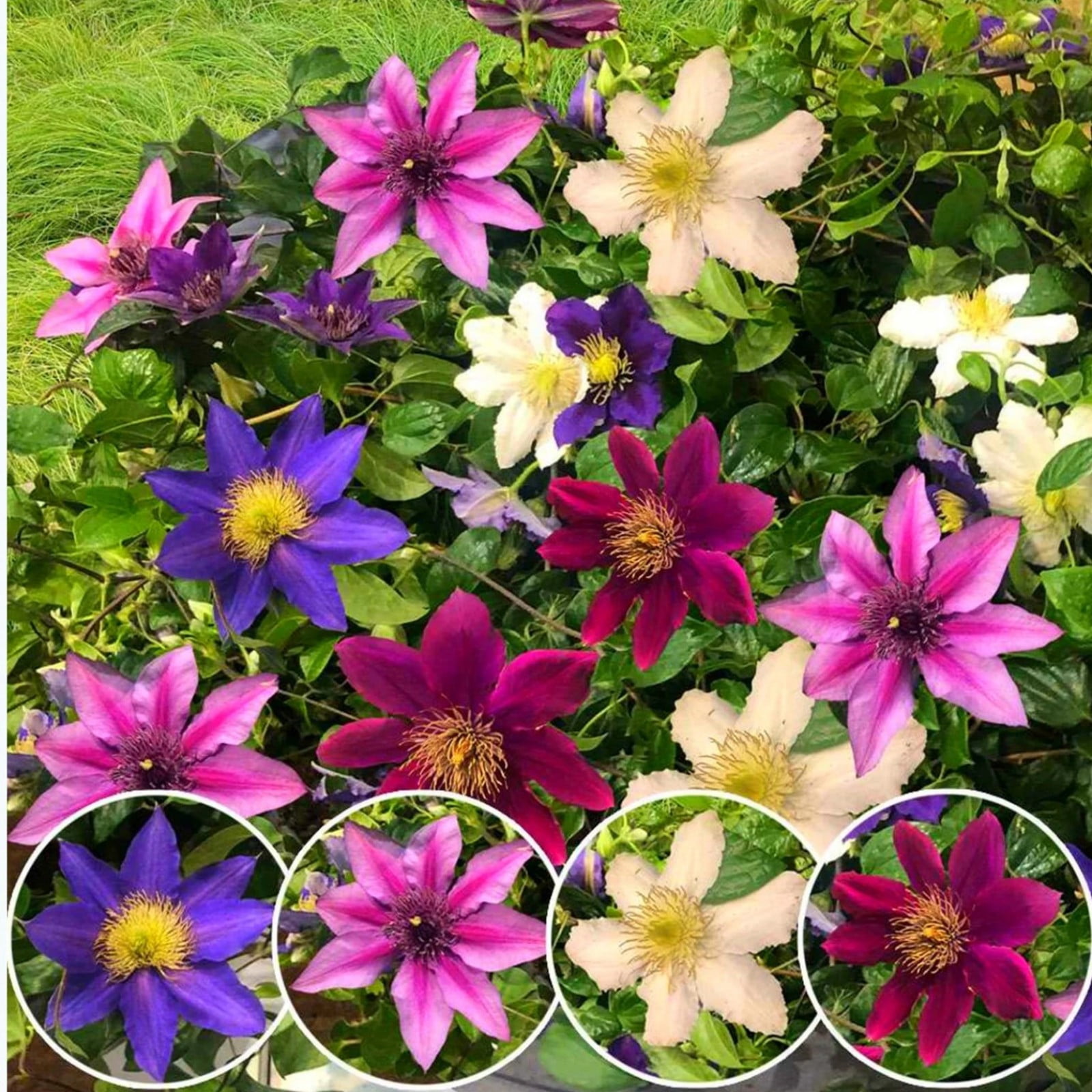 Gorgeous,Simple to Grow(Clematis Vine Shade)Beautify Environment ...