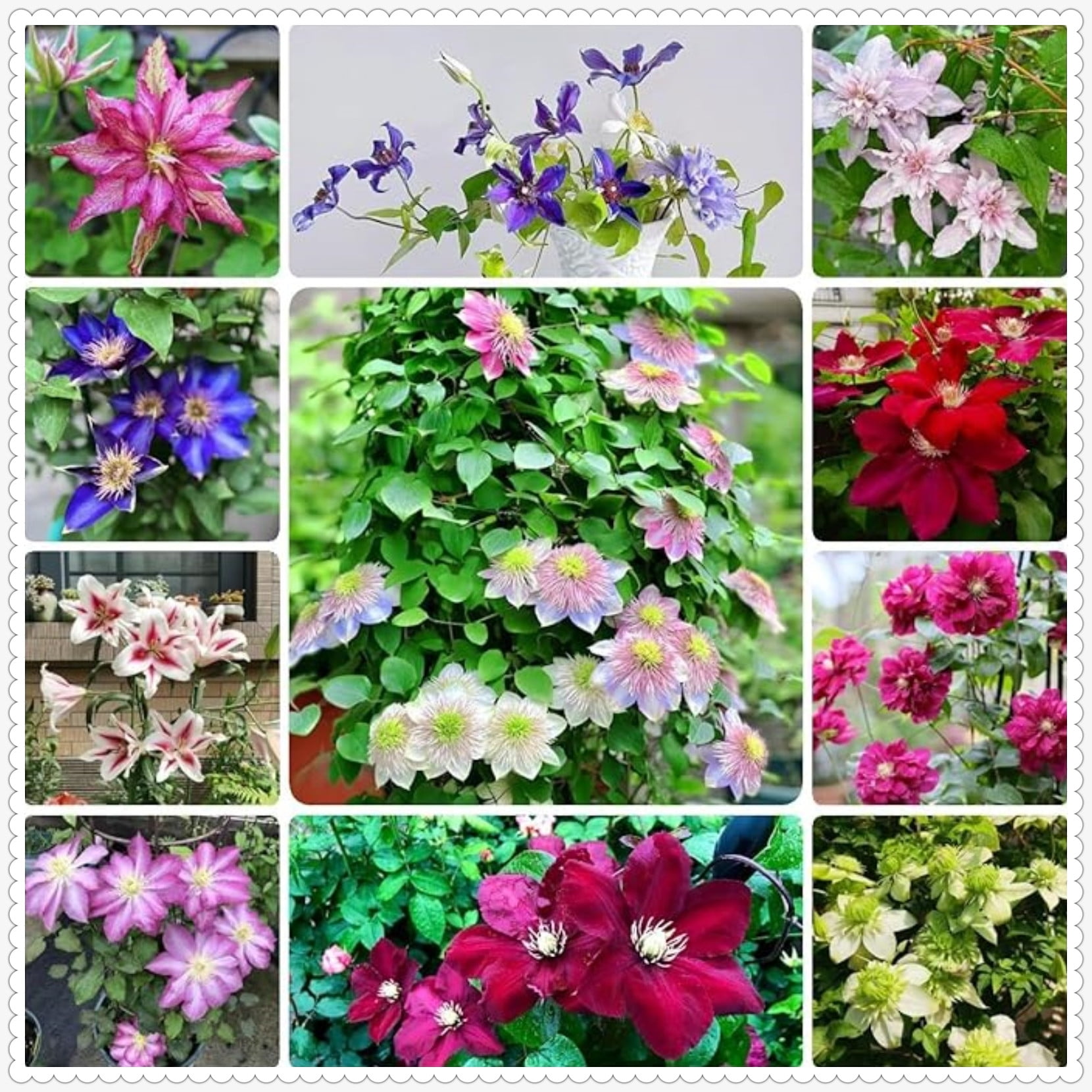 Gorgeous,Simple to Grow(Clematis Vine Shade)Beautify Environment ...