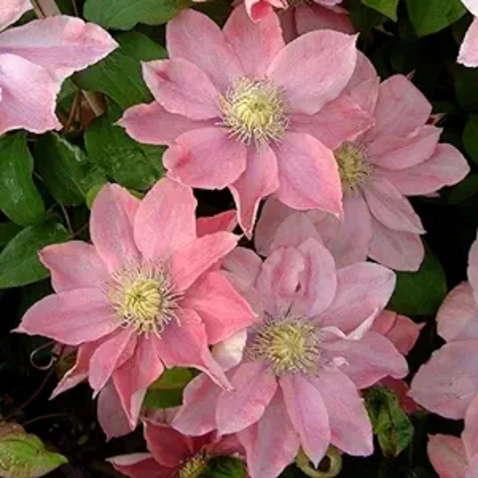 Gorgeous,Simple to Grow(Clematis Vine Shade)Beautify Environment ...