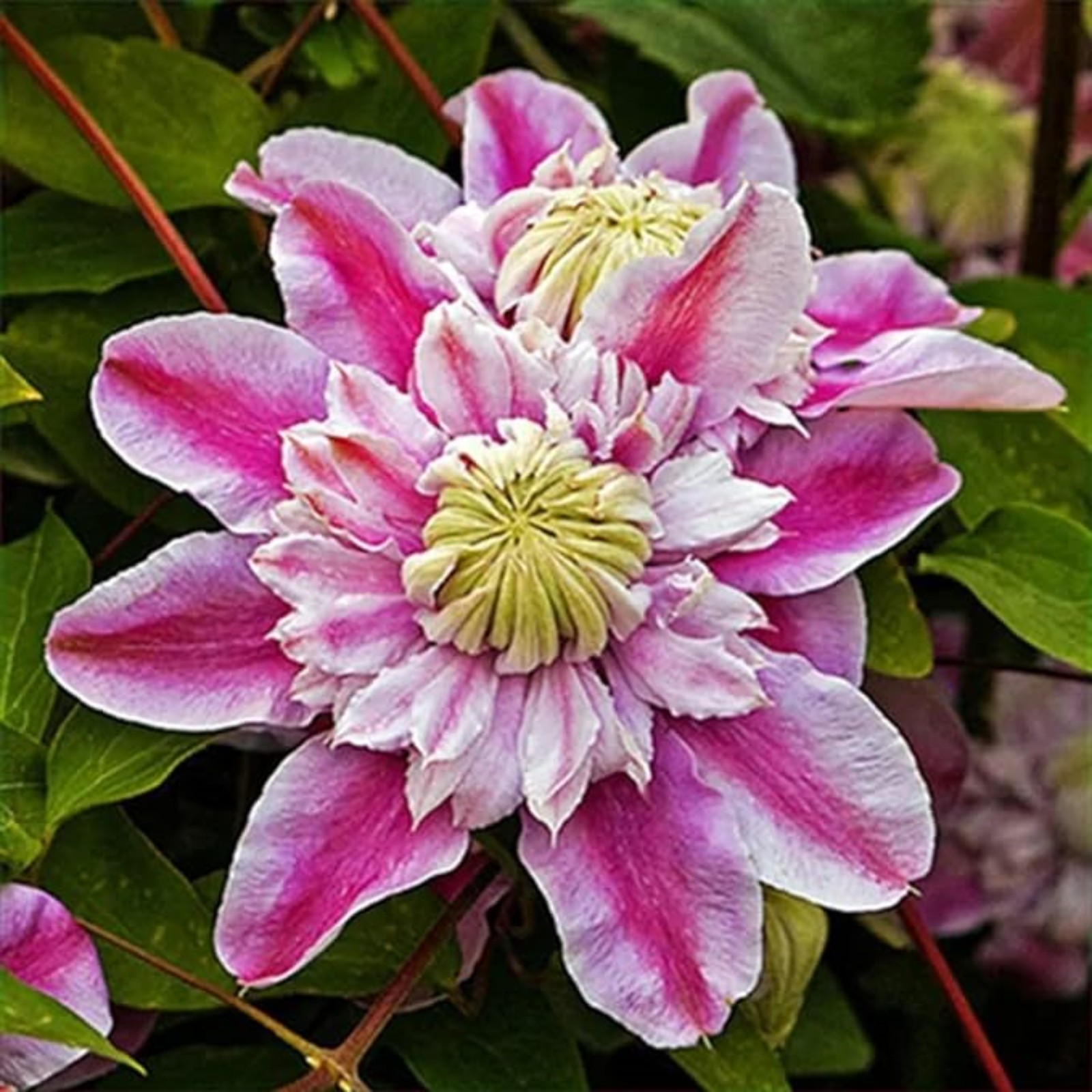 Gorgeous,Simple to Grow(Clematis Vine Shade)Beautify Environment ...