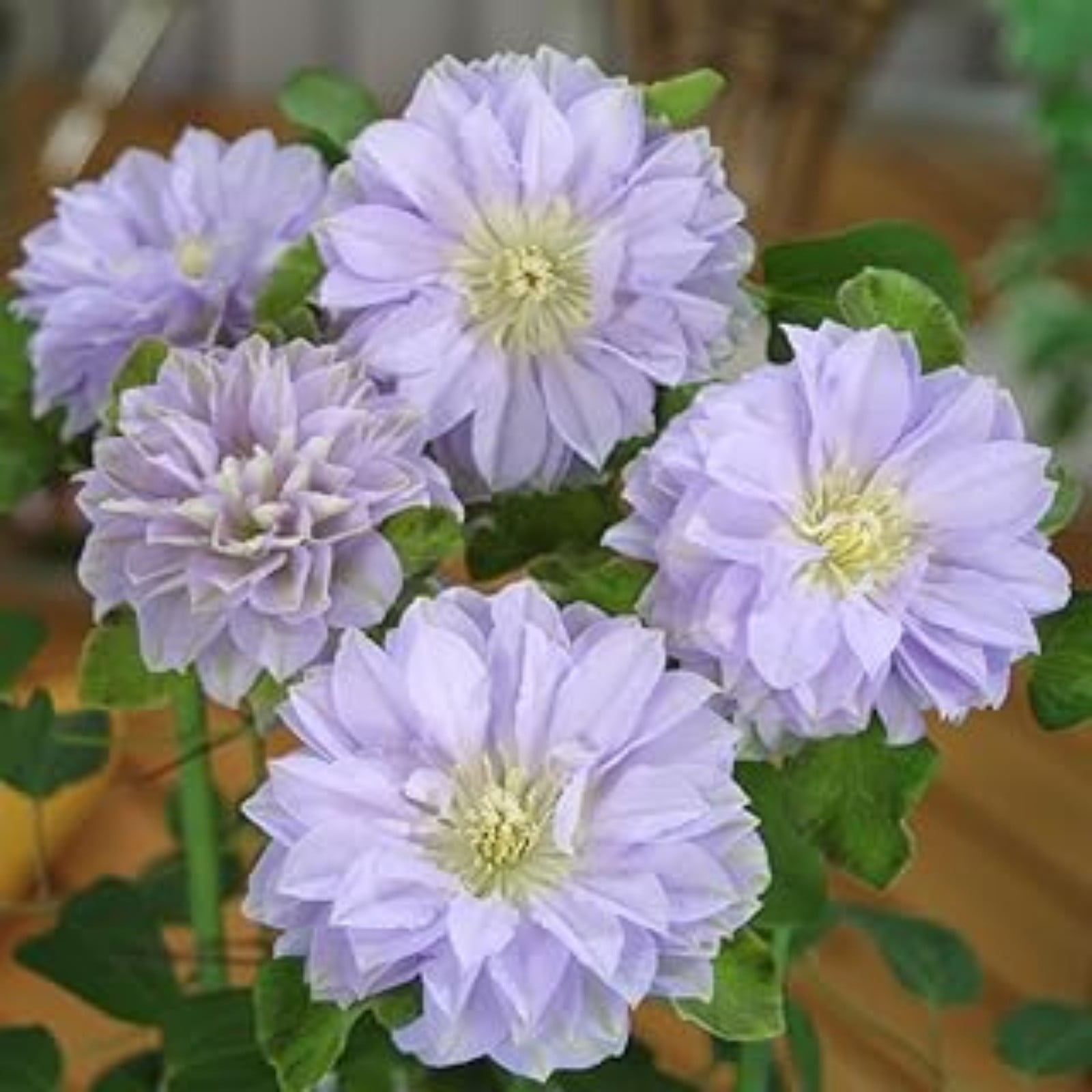 Gorgeous,Simple to Grow(Clematis Vine Shade)Beautify Environment ...