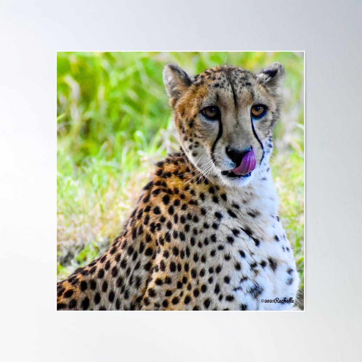 Gorgeous Spotted Cheetah Wild Animal With Tongue Out Fine Art Prnt ...