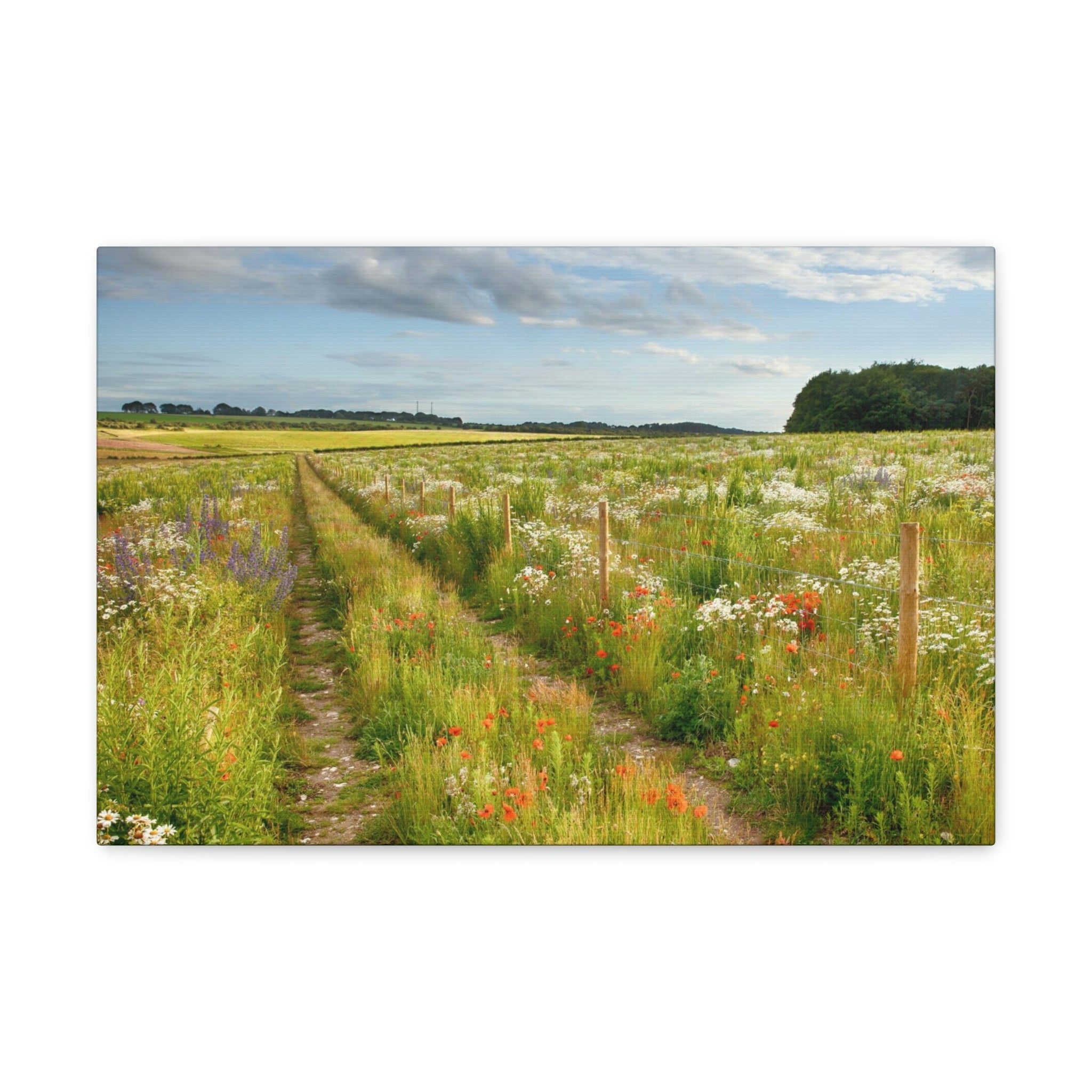 Gorgeous Wild Flower Meadow Scene Beautiful Pleasant and Lovely Beauty ...