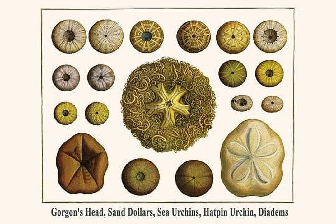 Gorgon's Head, Sand Dollars, Sea Urchins, Hatpin Urchin, Diadems-Fine ...