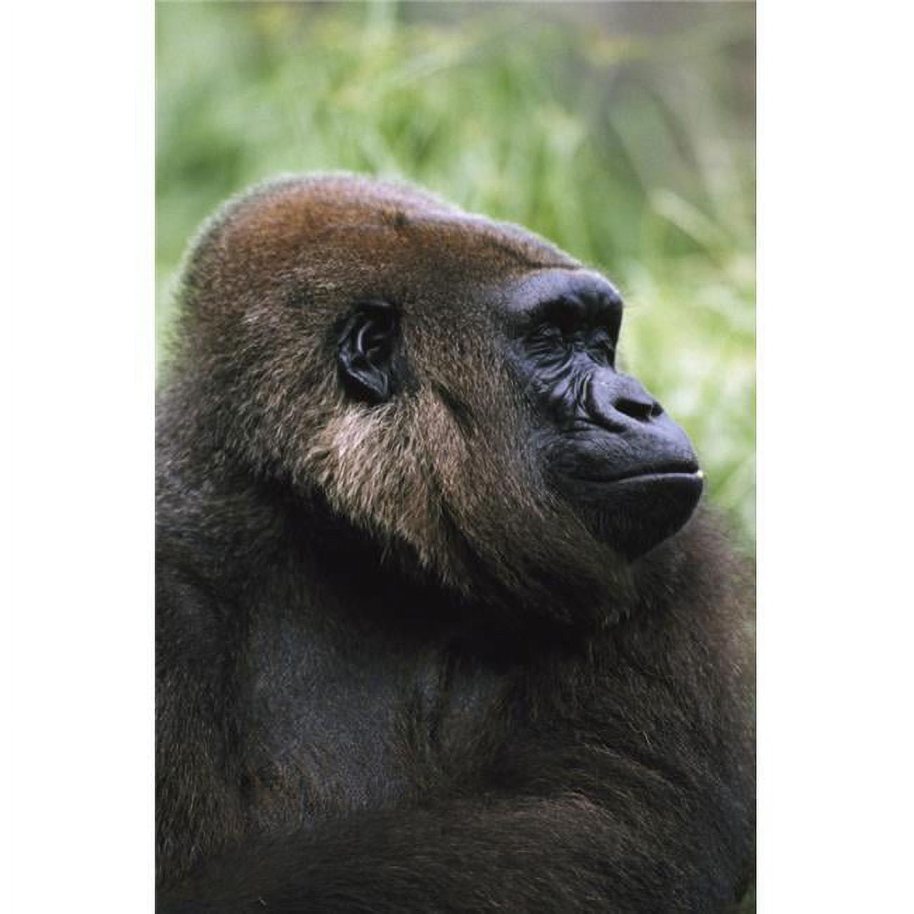 Gorilla Profile Portrait - Captive Native to Rainforest Region of Western Africa Poster Print ...
